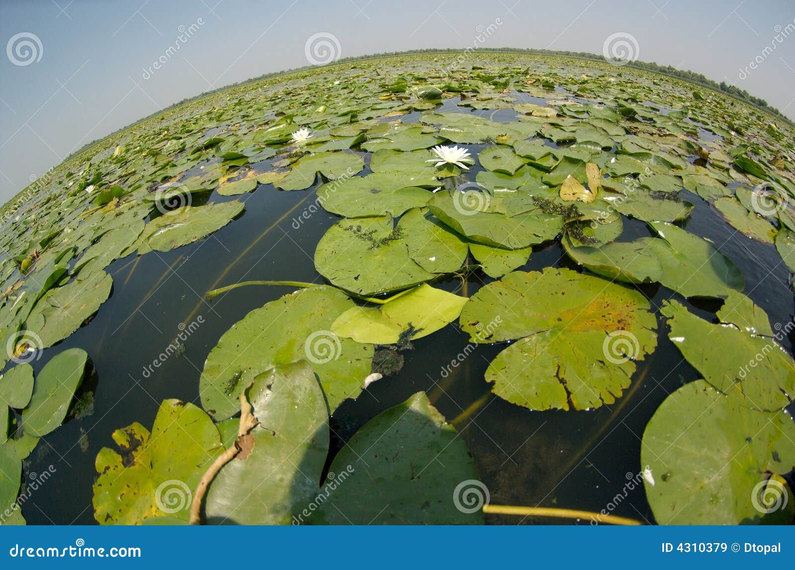 Fisheye view of a lake stock image. Image of daylight - 4310379