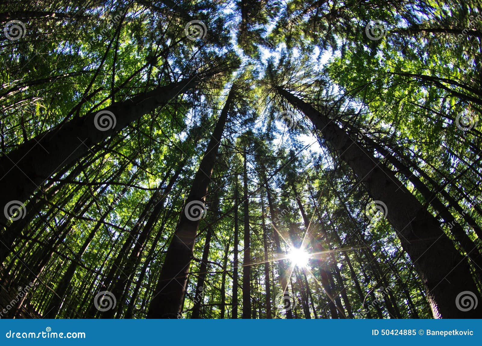 Fisheye View of a Tree Tops in a Dense Forest Stock Image - Image of ...
