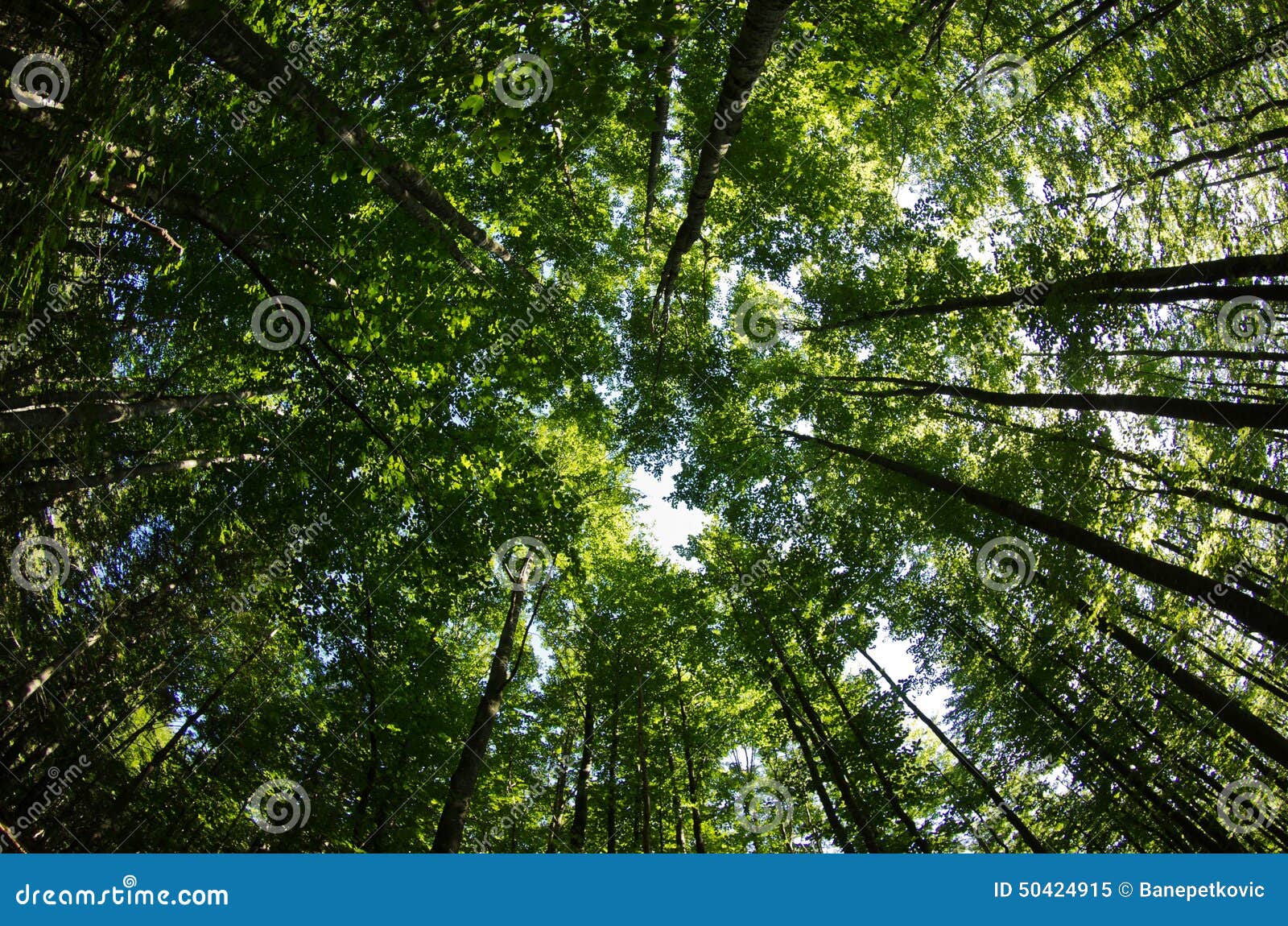 Fisheye View of a Tree Tops in a Dense Forest Stock Image - Image of ...
