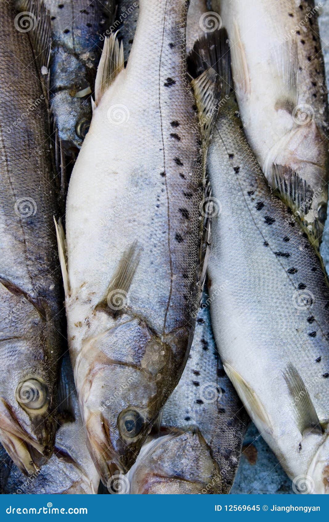 FishFresh Frozen Fish stock image. Image of meal, green - 12569645
