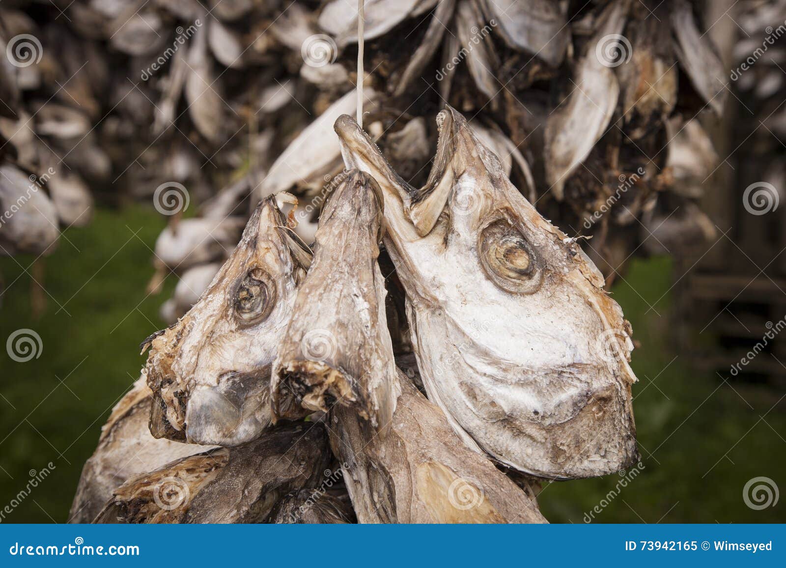 Fishheads stock image. Image of tradition, dried, fishheads - 73942165