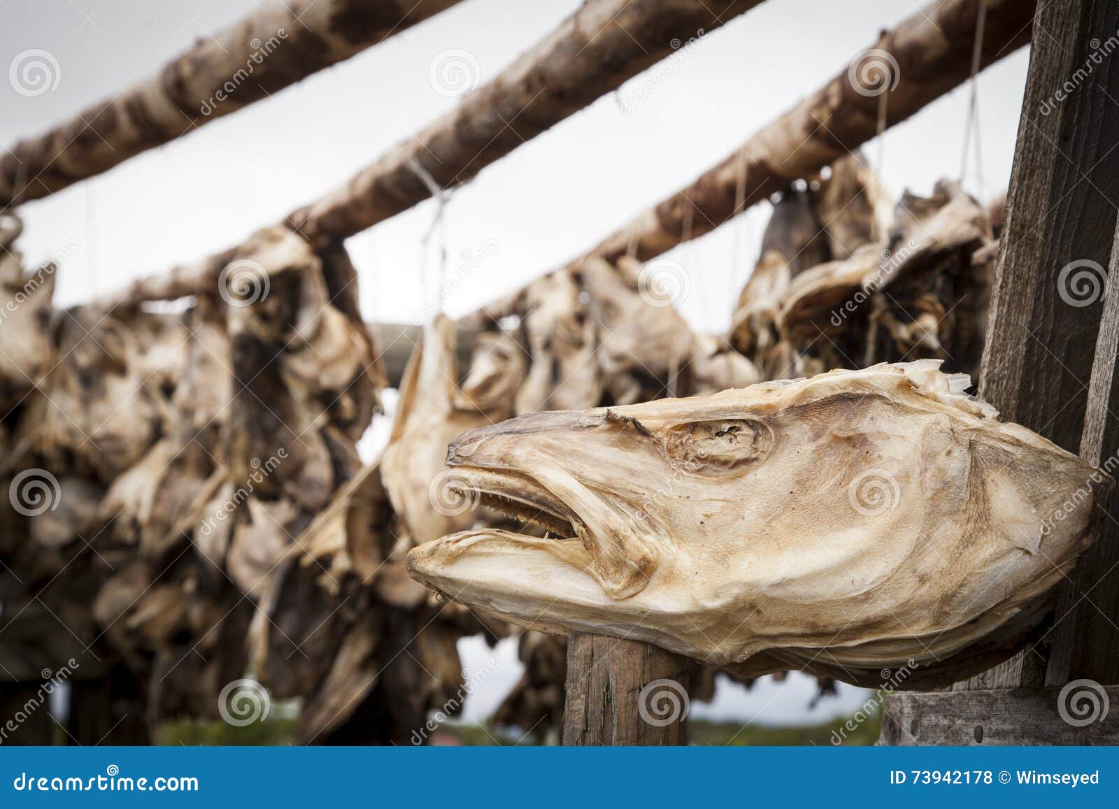 Fishheads stock photo. Image of stockfish, rack, nature - 73942178