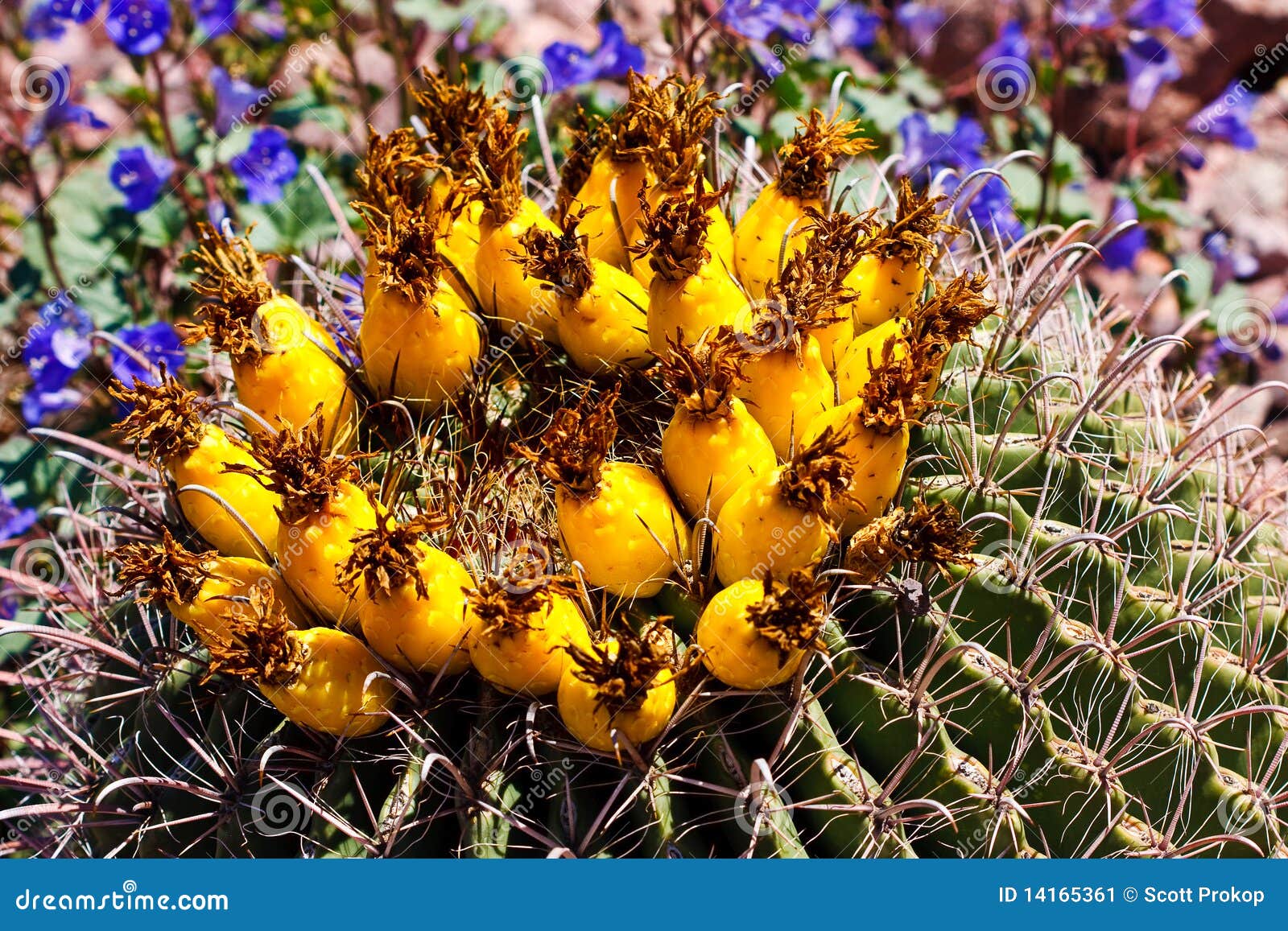 Fishhook Barrel Cactus stock image. Image of southwest - 14165361