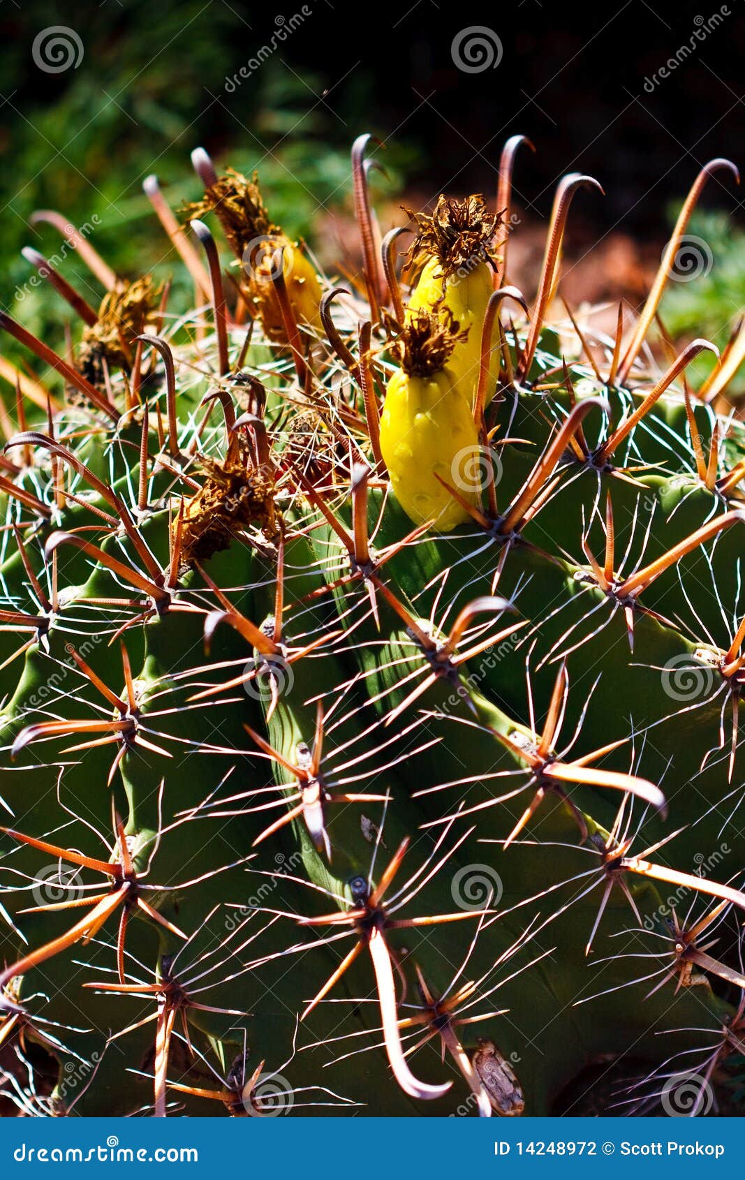 Fishhook Barrel Cactus stock photo. Image of plant, round - 14248972