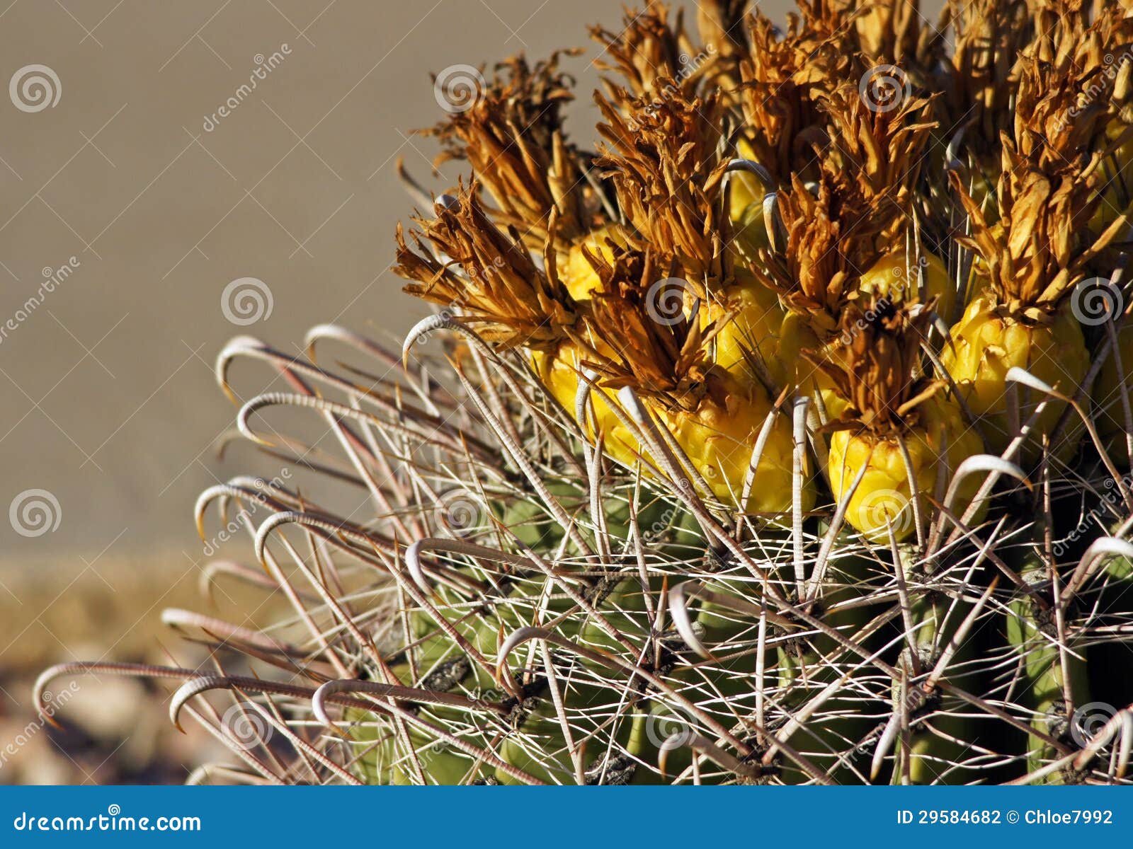 Fishhook Barrel Cactus Or Ferocactus Wislizeni Stock Image ...