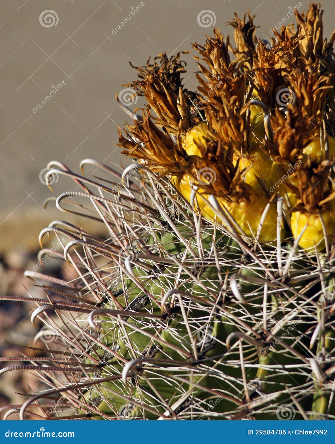 Fishhook barrel cactus stock photo. Image of spiny, fruit - 29584706