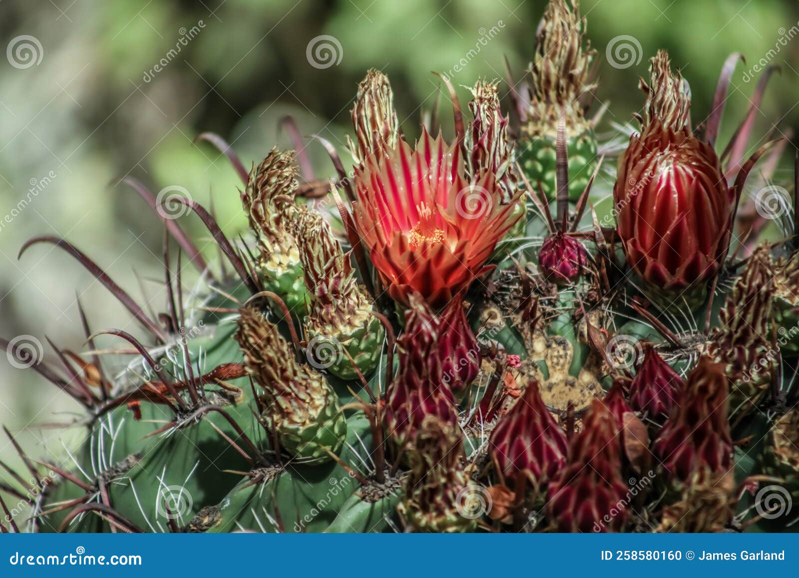 Fishhook Barrel Cactus stock photo. Image of southwestern - 258580160