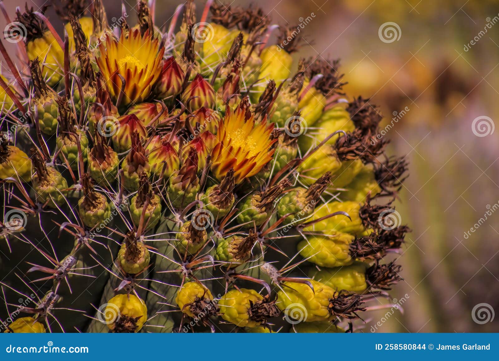 Fishhook Barrel Cactus stock photo. Image of beauty - 258580844
