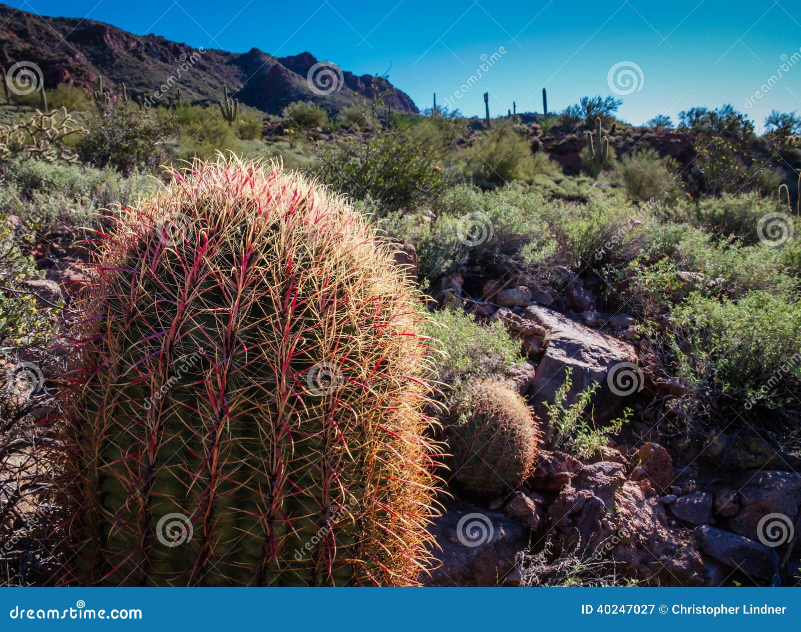 Fishhook Cactus stock image. Image of beauty, barrel - 40247027