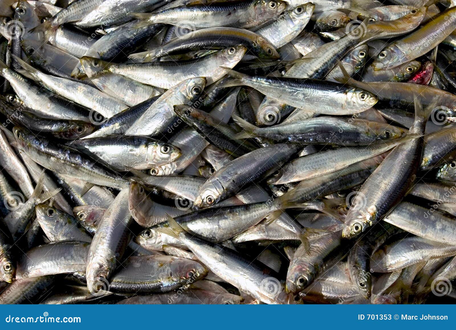 Fishies!!! stock image. Image of dead, khasab, scale, slippery - 701353