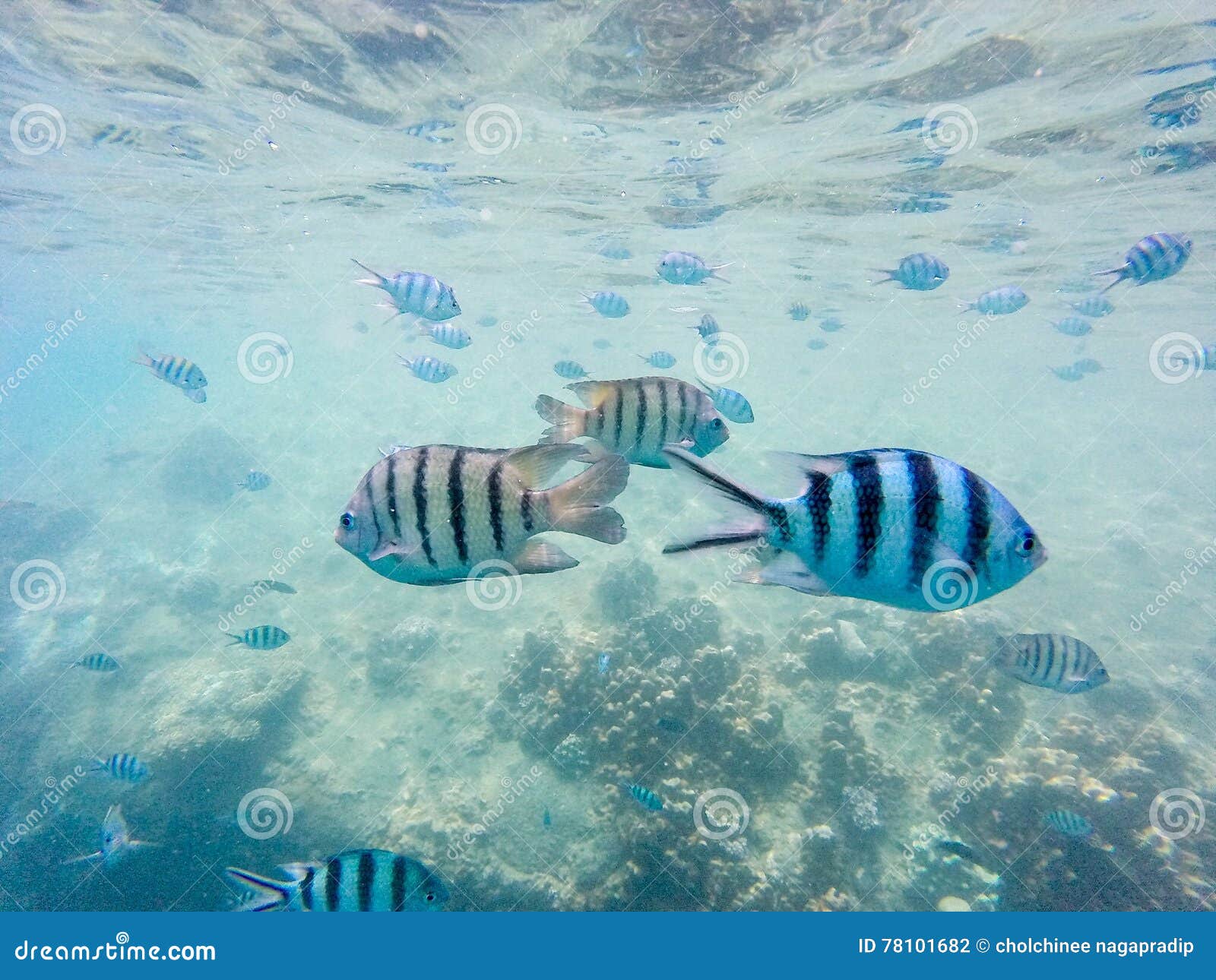 Fishies stock photo. Image of fish, blue, diving, fishies - 78101682
