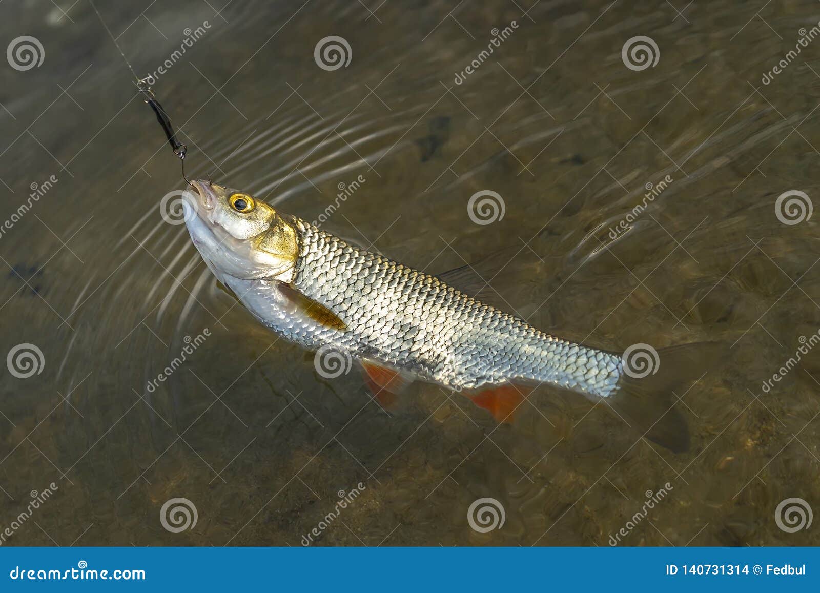 Fishing Background of Caught Chub Fish Trophy in Water Stock Photo ...