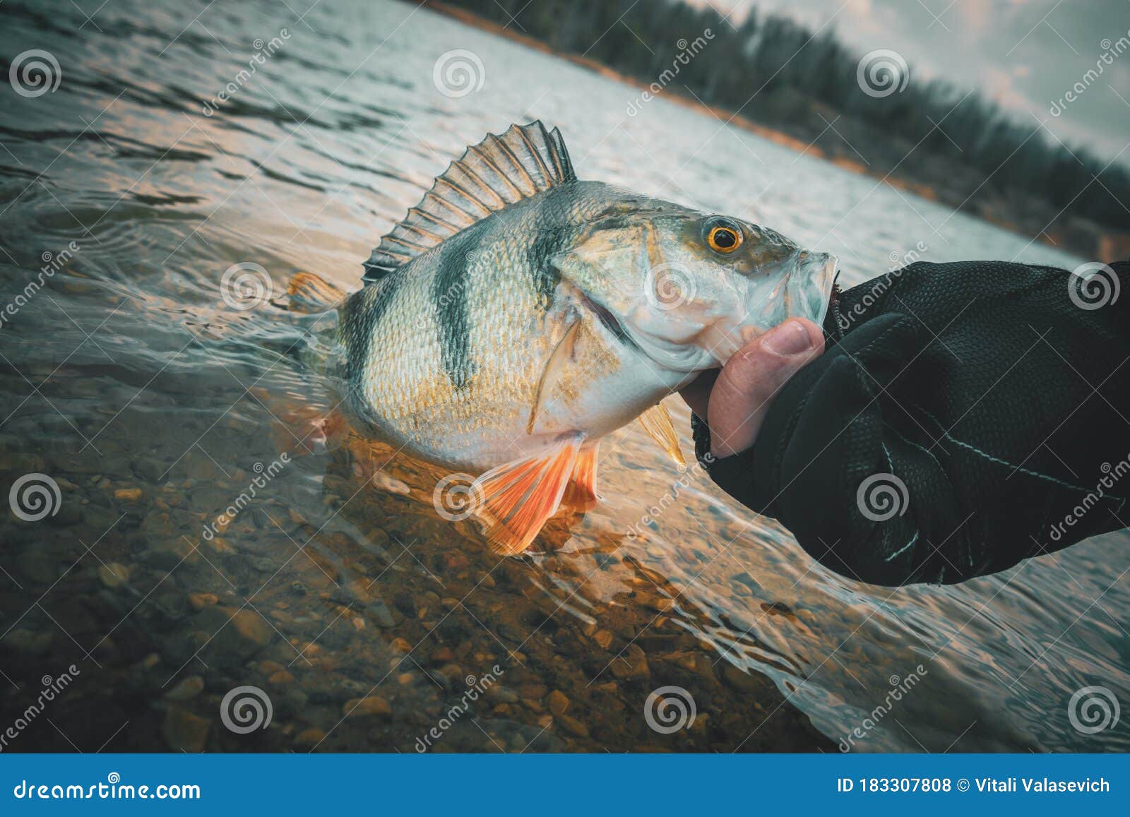 Fishing Background. Trophy Perch Stock Photo - Image of river, predator ...