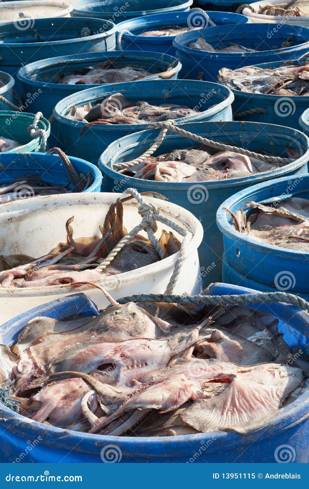 Fishing bait stock image. Image of buckets, blue, market - 13951115