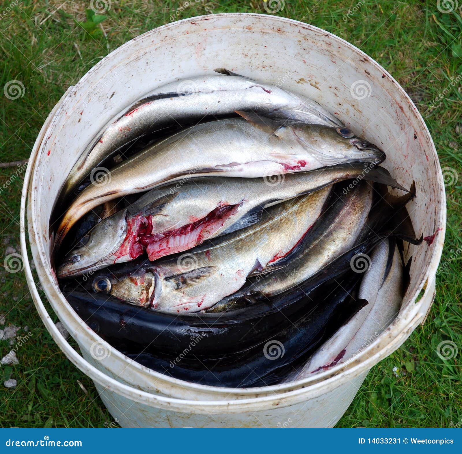 Fishing Bait. stock image. Image of trap, catch, lure - 14033231