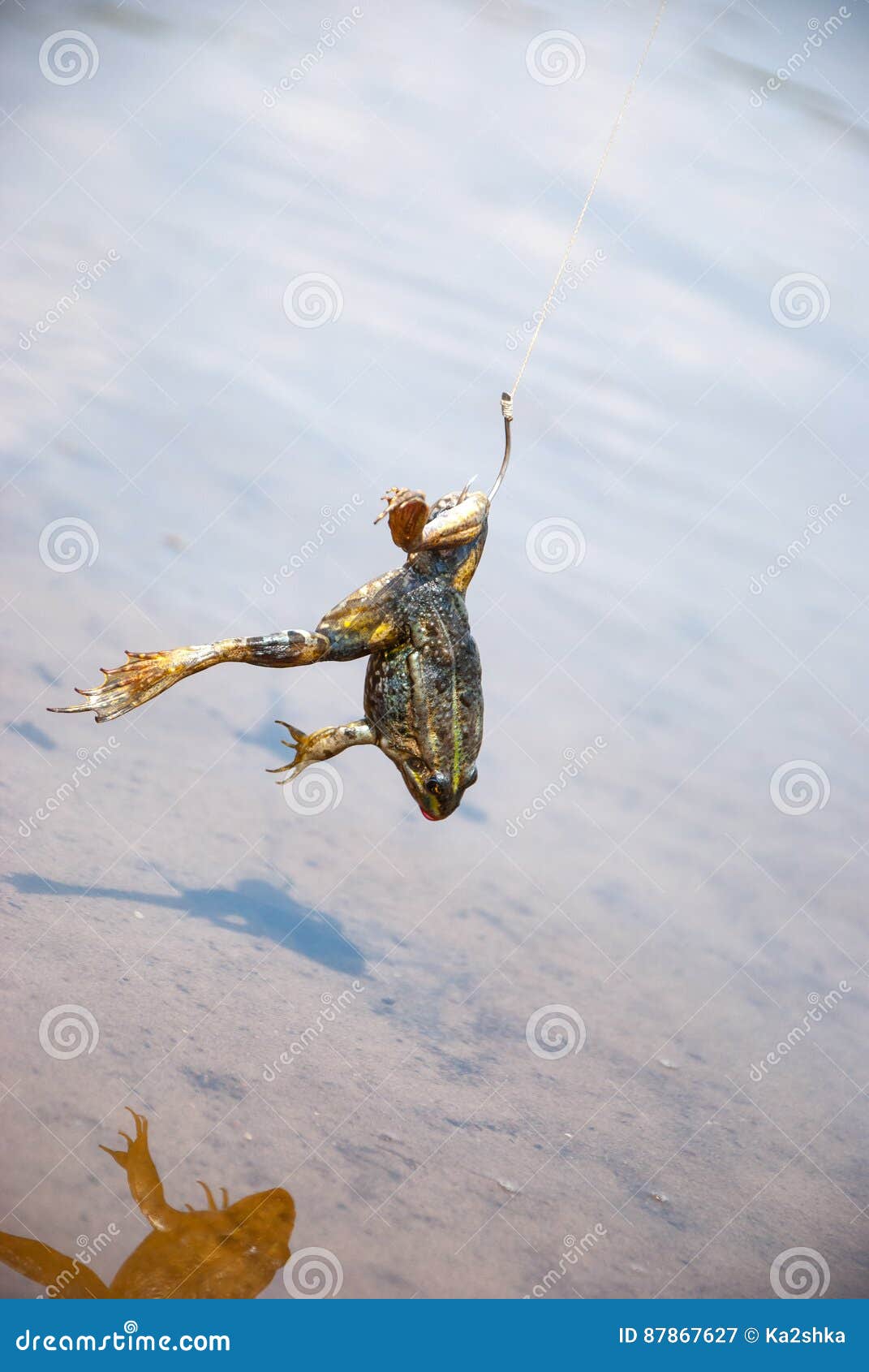 Fishing. Bait for Cat-fish - Frog on Hook on the River Stock Image ...