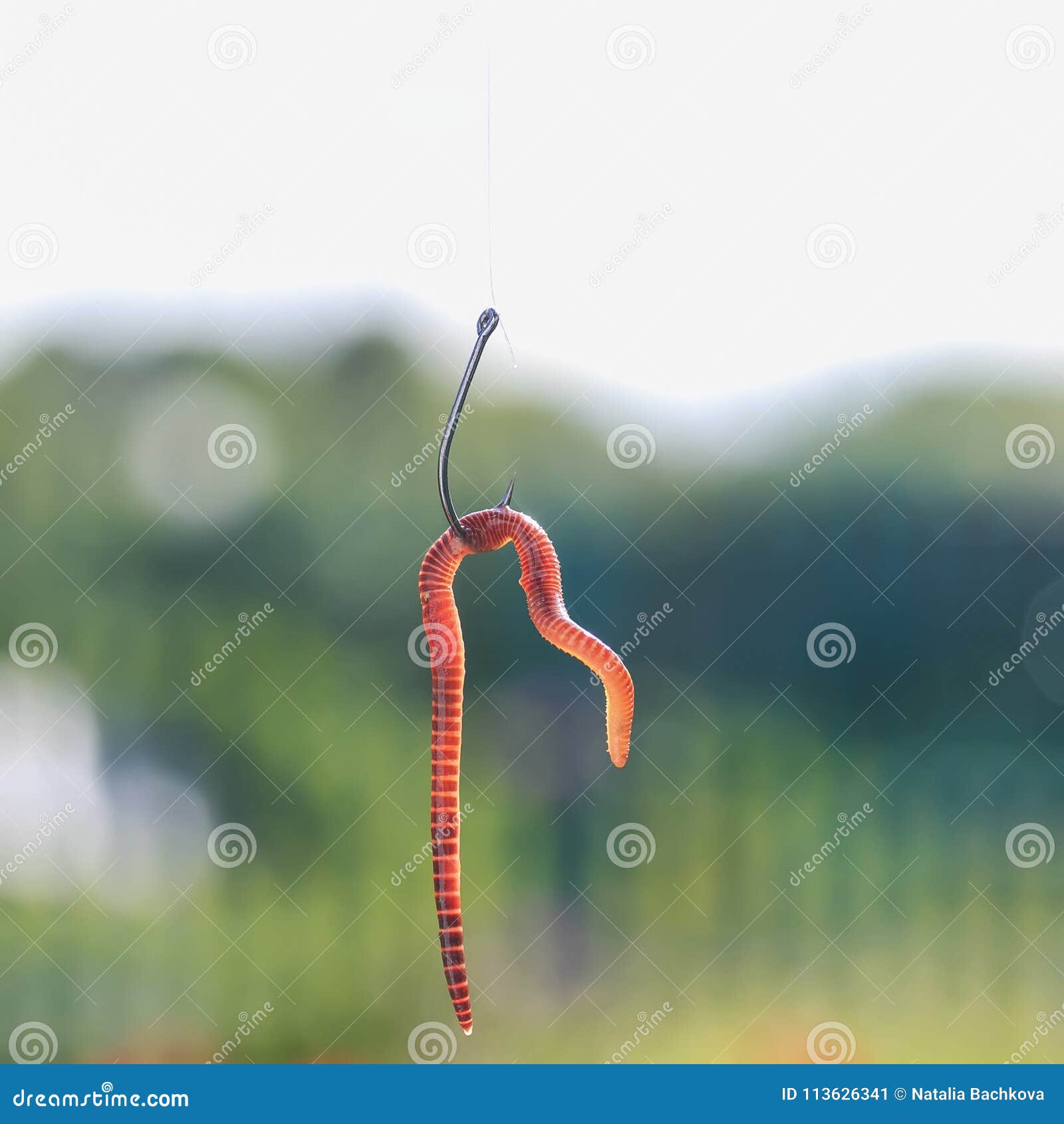 Fishing Bait Red Slimy Worm Writhing on Sharp Metal Hook on Prirode ...