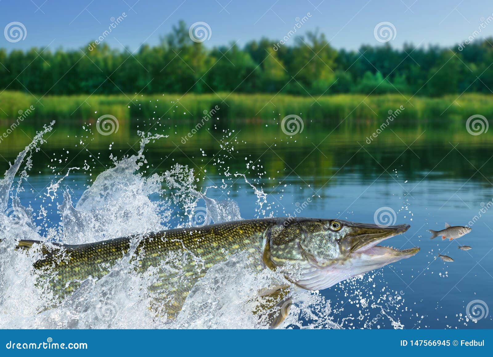 Fishing. Big Pike Fish Jumping with Splashing in Water Stock Image ...
