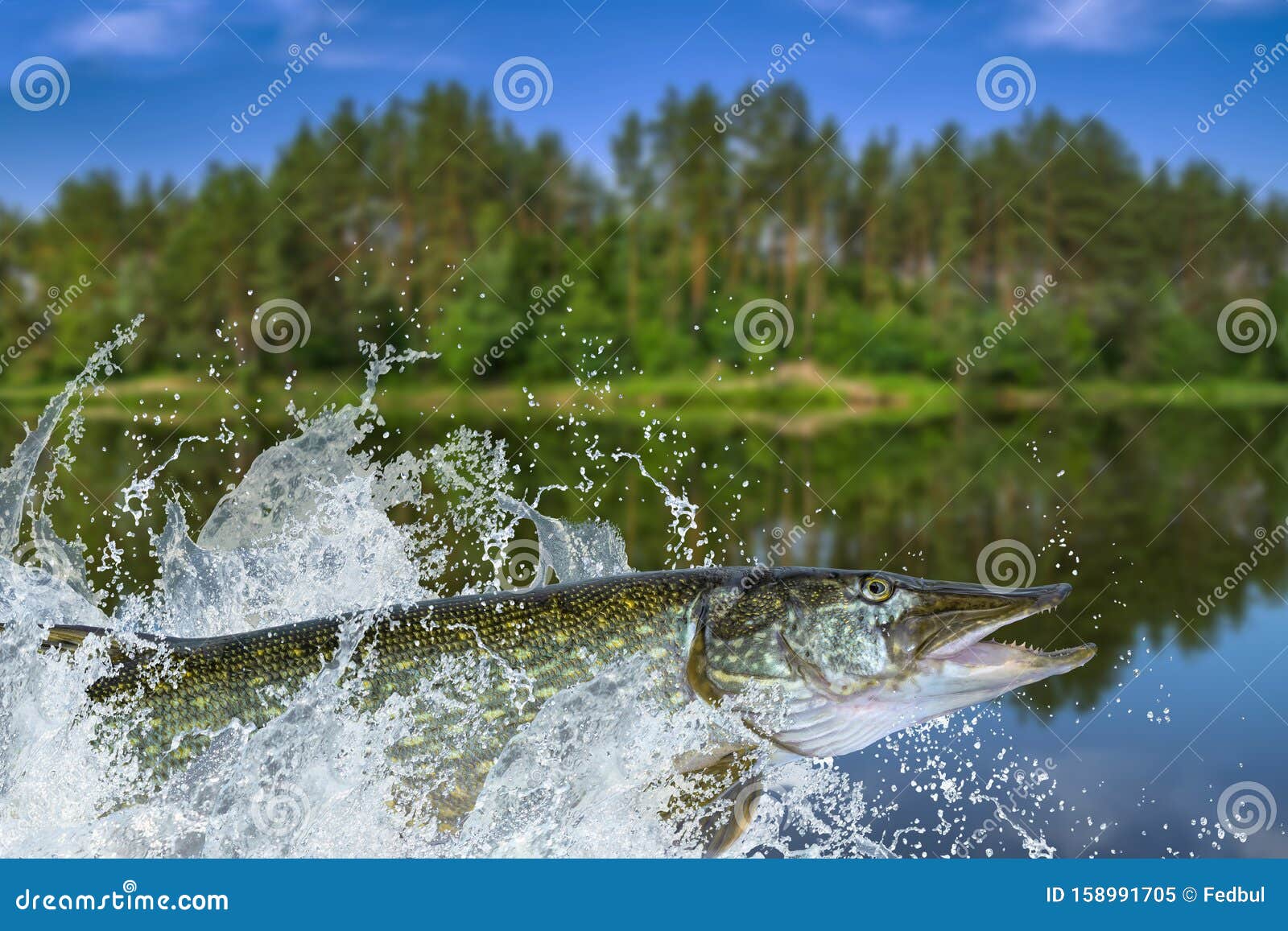 Fishing. Big Pike Fish Jumping with Splashing in Water Stock Image ...