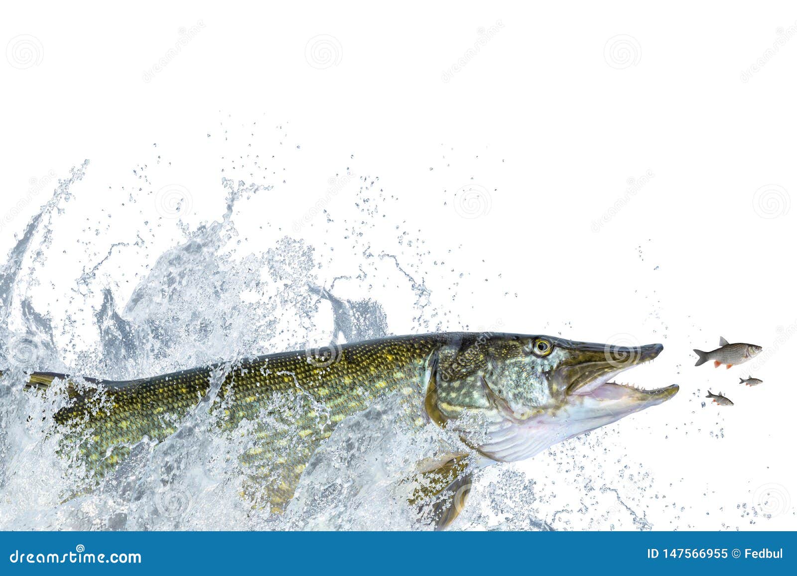 Fishing. Big Pike Fish Jumping with Splashing on White Background Stock ...