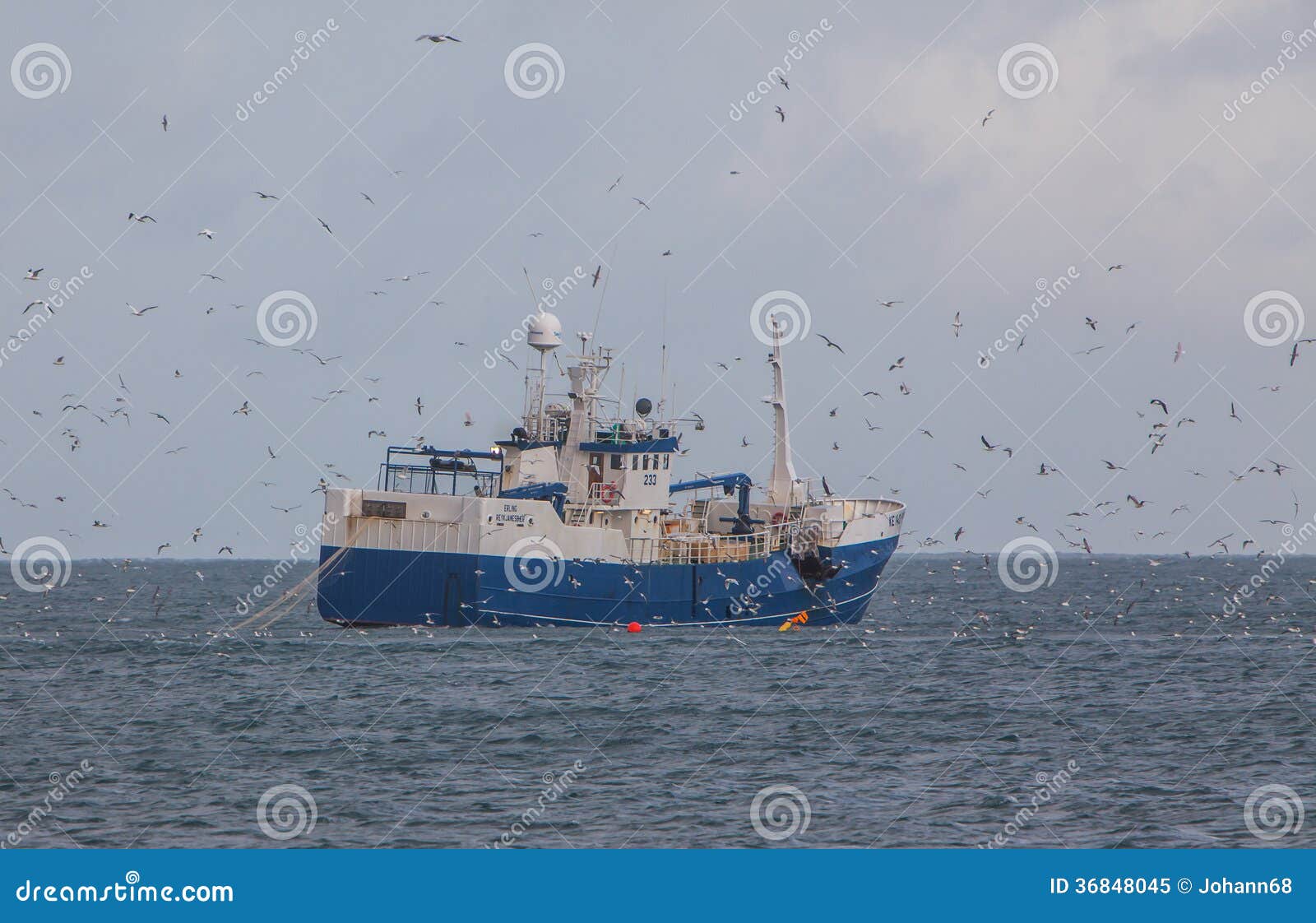 Icelandic Haddock Stock Photos - Free & Royalty-Free Stock Photos from ...
