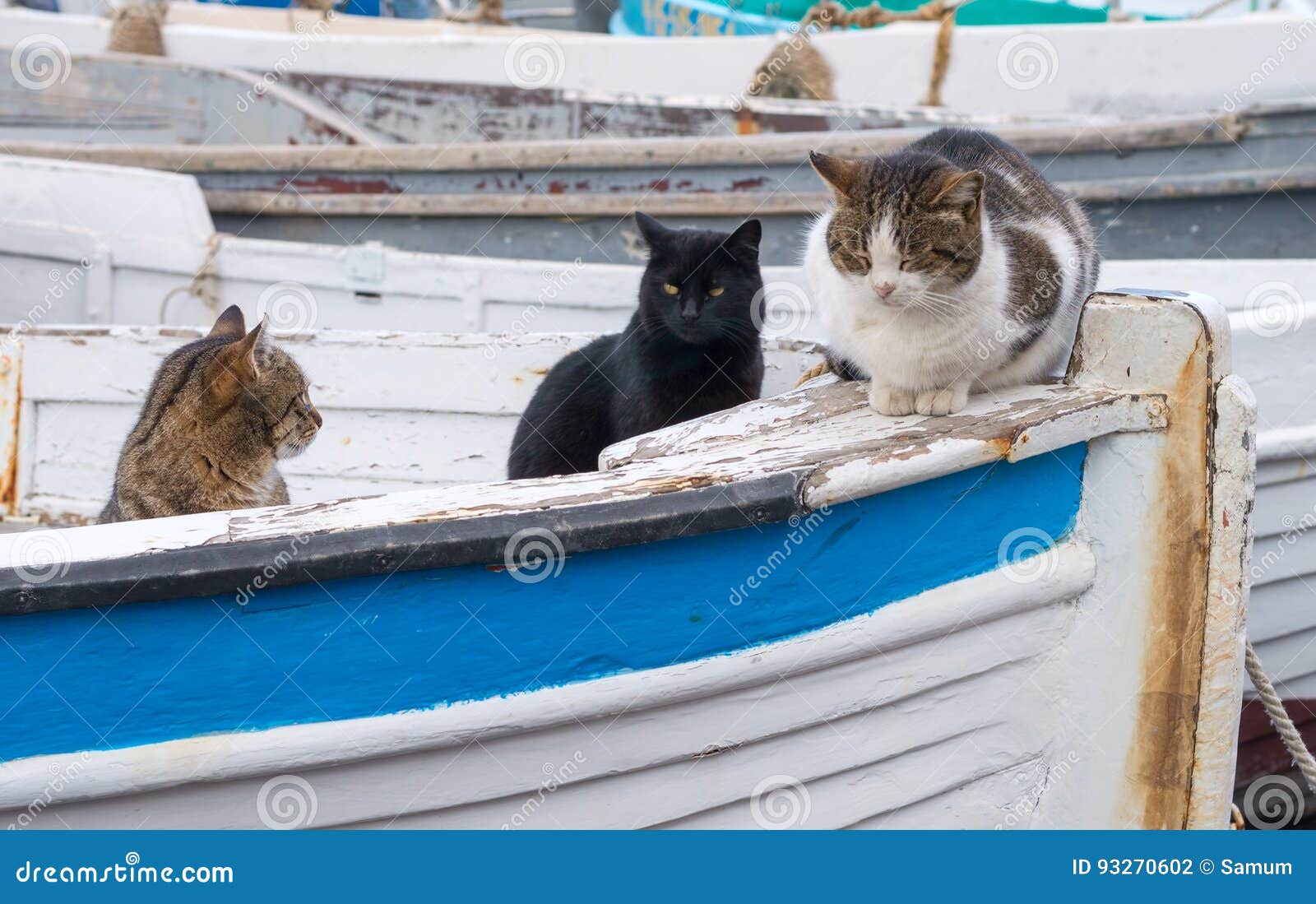 Fishing Boats and Big Marine Cats Stock Photo - Image of summer, sail ...