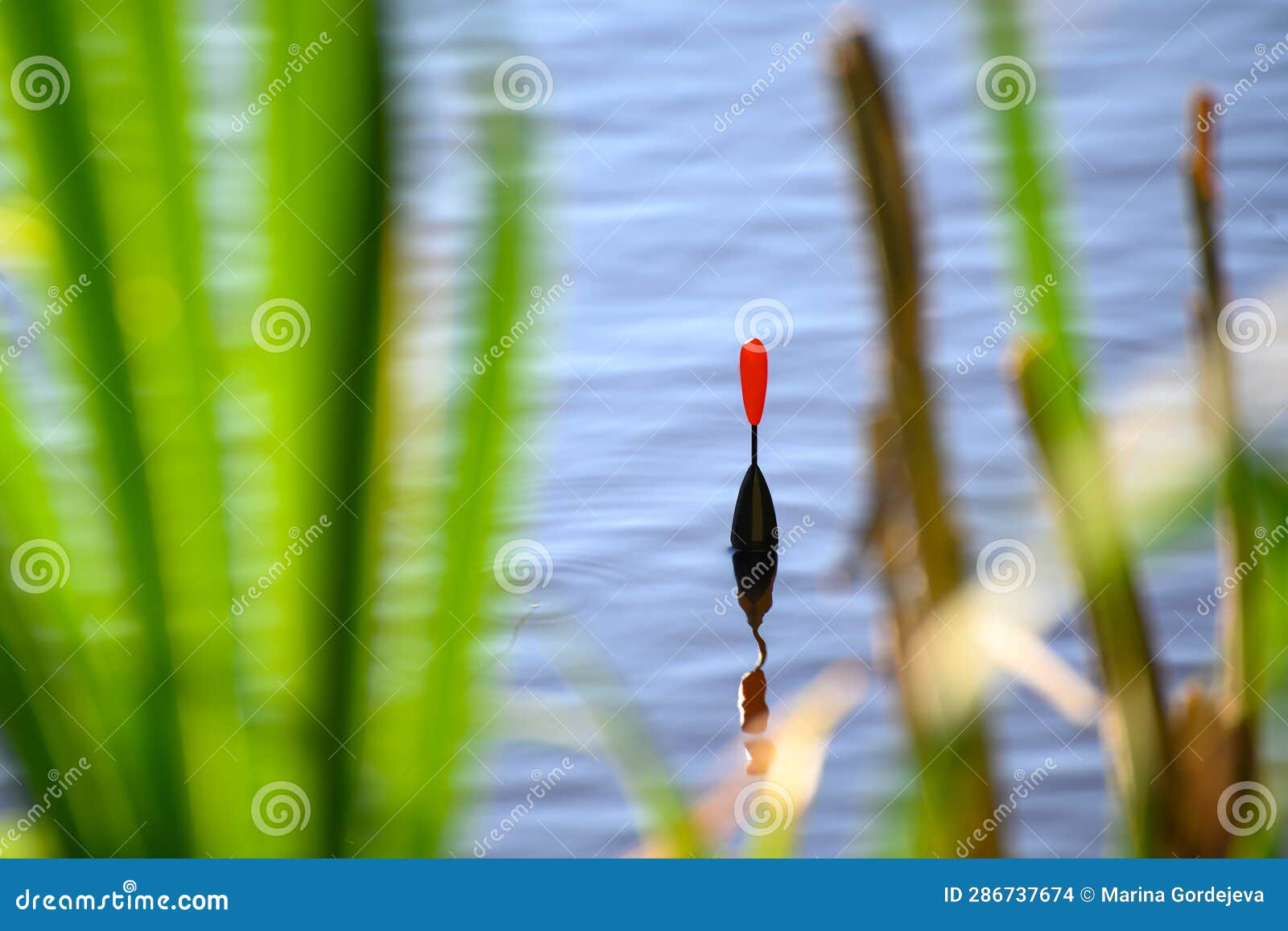 Fishing Bobber Floating in the Small Pond. Fishing Float in the Lake ...