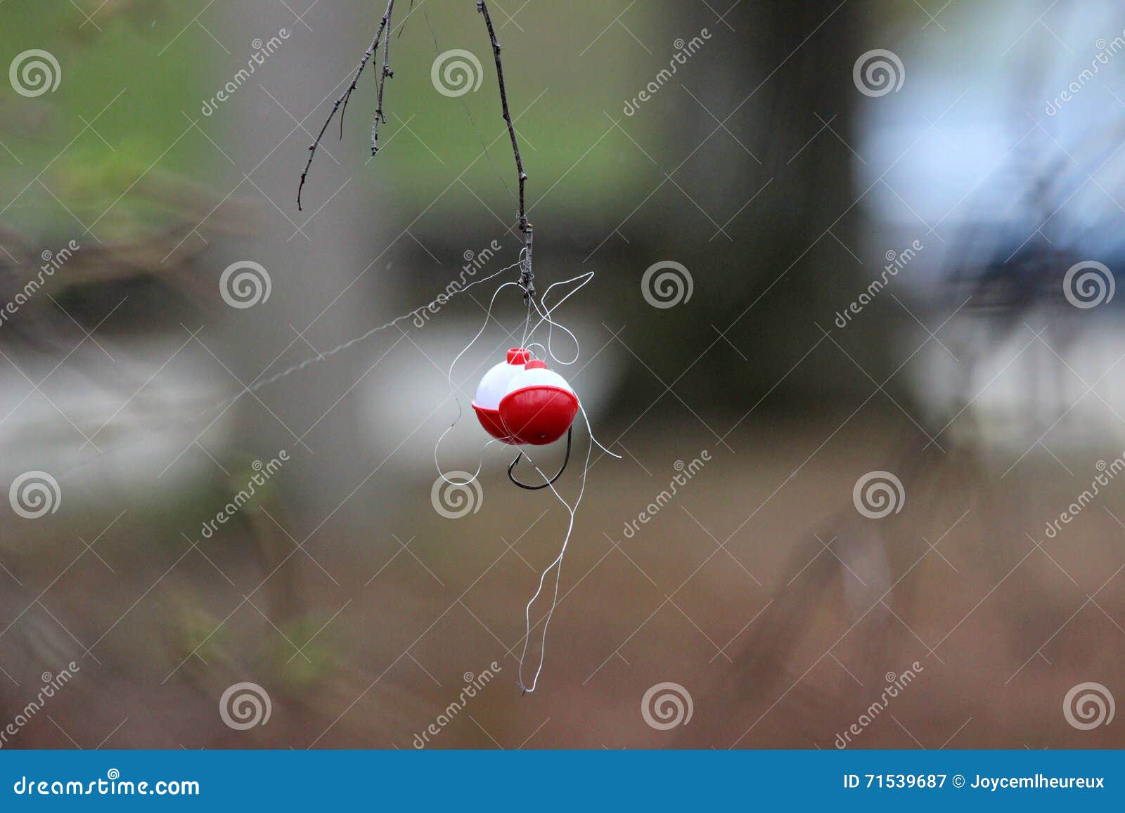 Fishing Bobbers Caught in a Tree Stock Image - Image of landscape ...