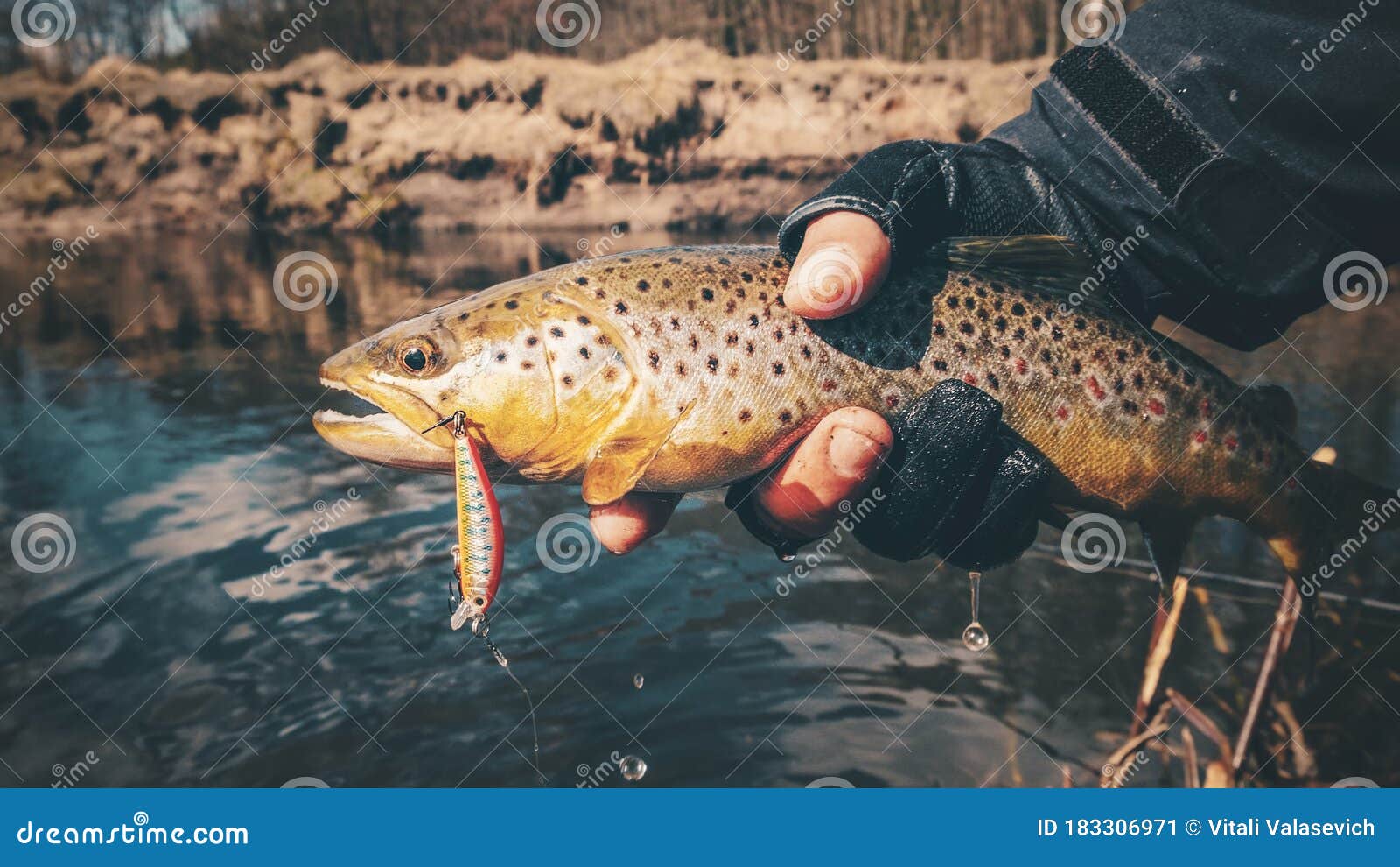Fishing, brown trout stock image. Image of release, eastern - 183306971