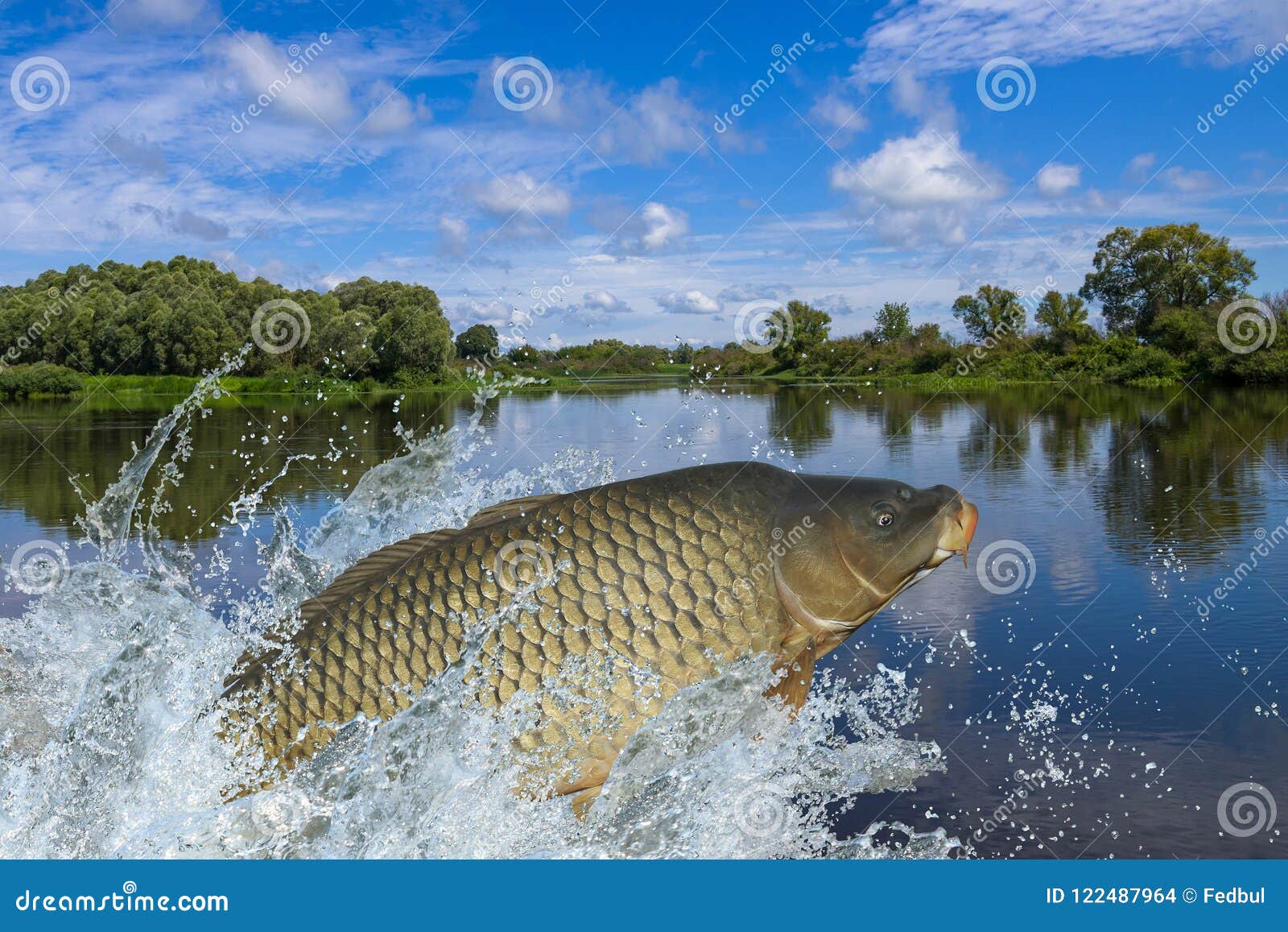 Carp Fish Jumping with Splashing in Water Stock Photo - Image of diving ...