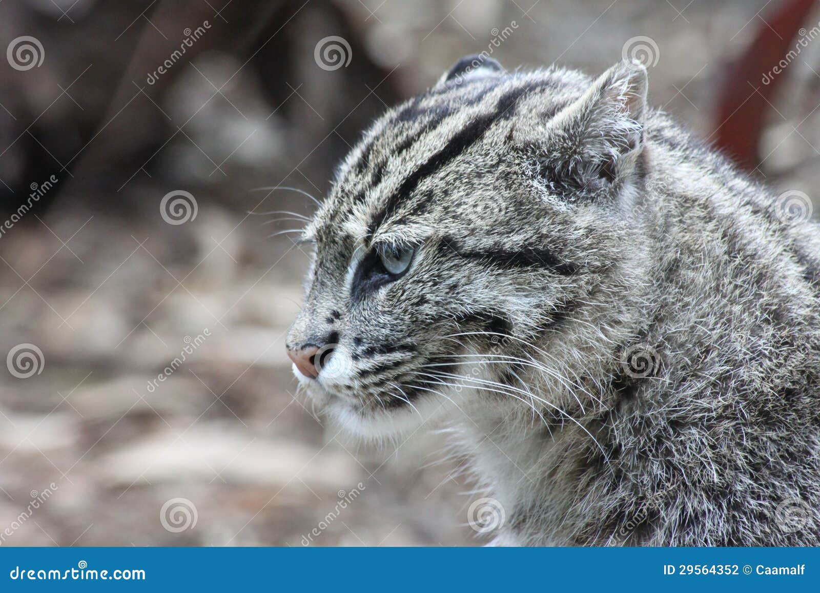 Fishing cat stock photo. Image of mammal, feline, wild - 29564352