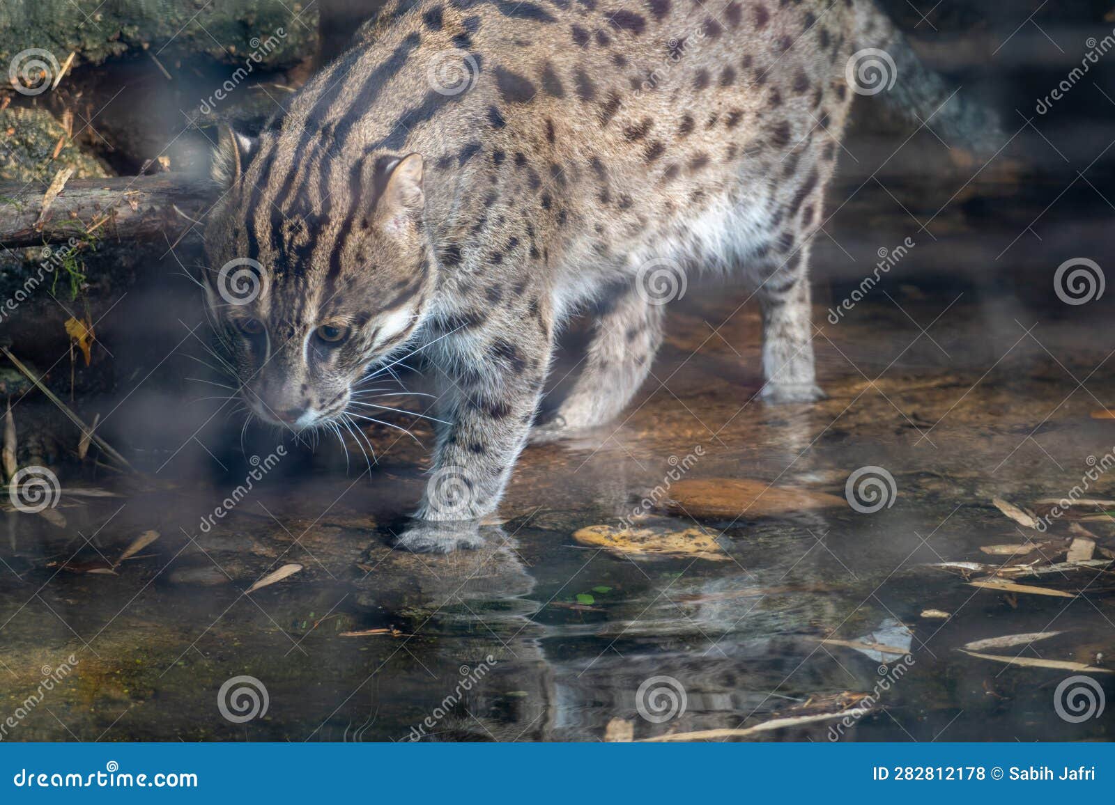 A Fishing Cat Hunting for Fish Stock Photo - Image of lifestyle ...