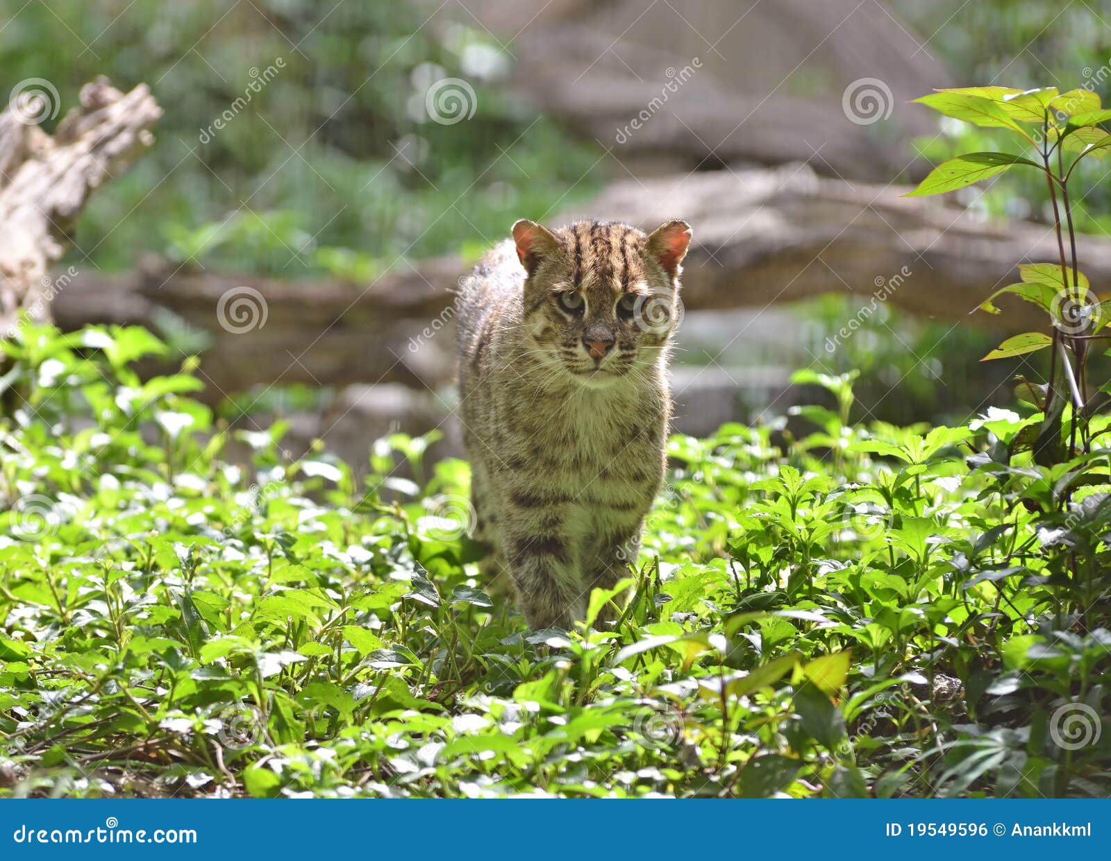 Fishing Cat (Prionailurus Viverrinus) Stock Photo - Image of ...