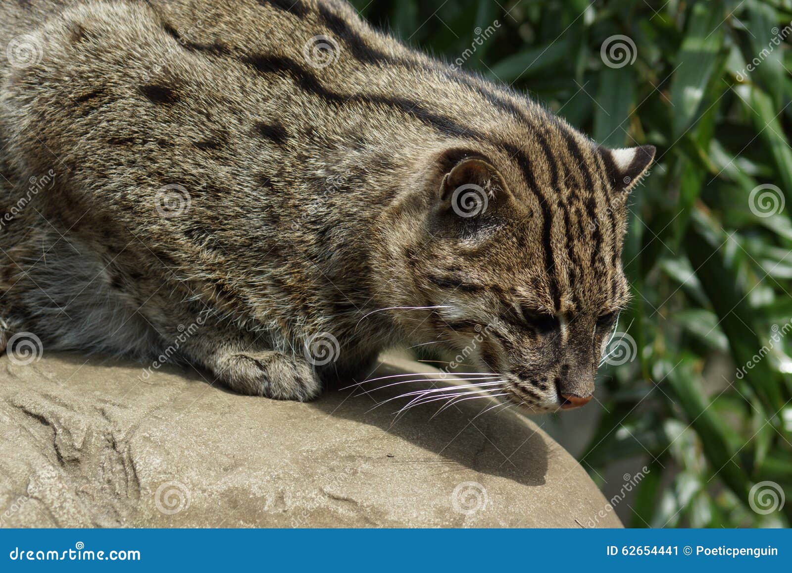 Fishing Cat - Prionailurus Viverrinus Stock Image - Image of black ...