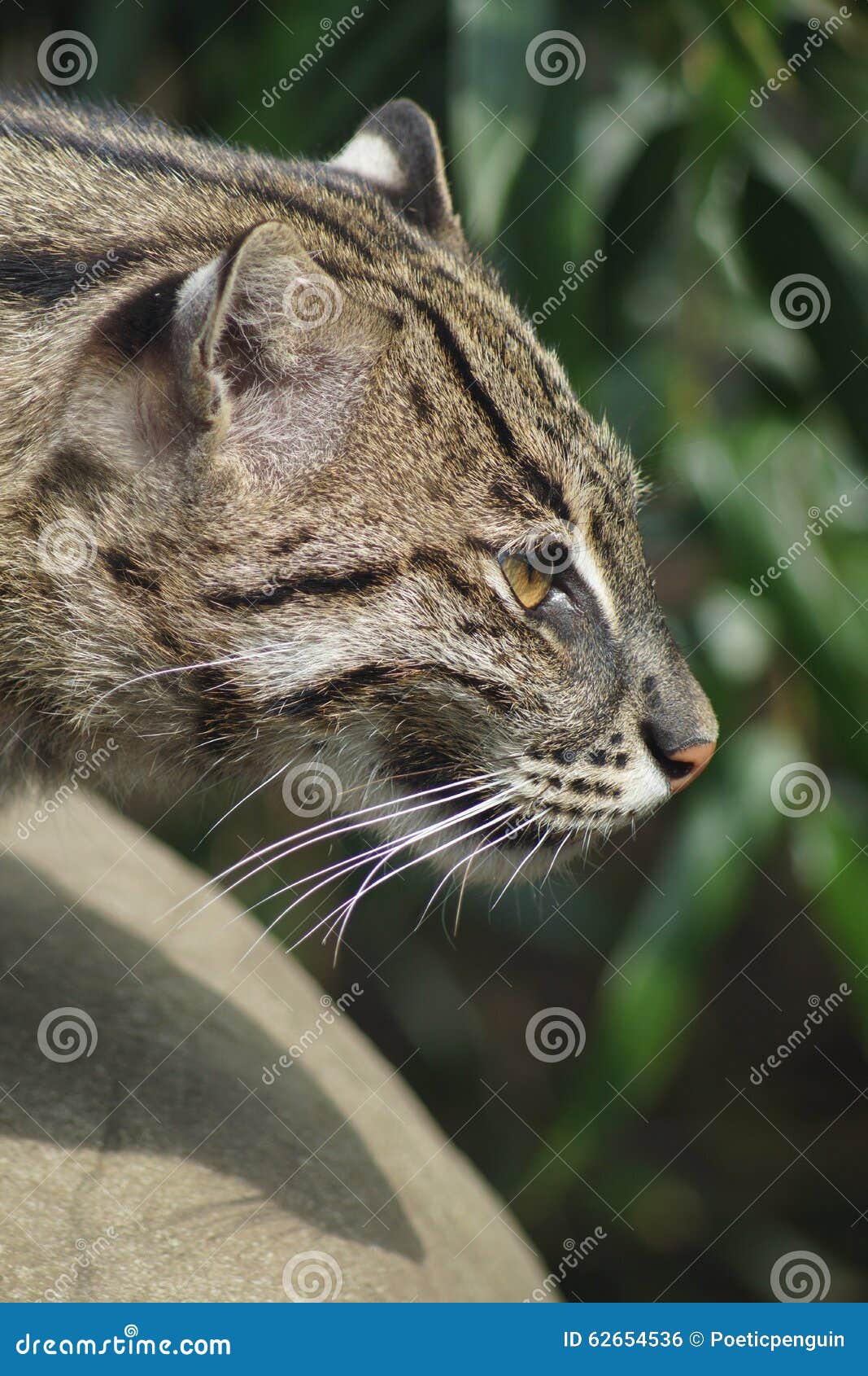 Fishing Cat - Prionailurus Viverrinus Stock Photo - Image of nature ...