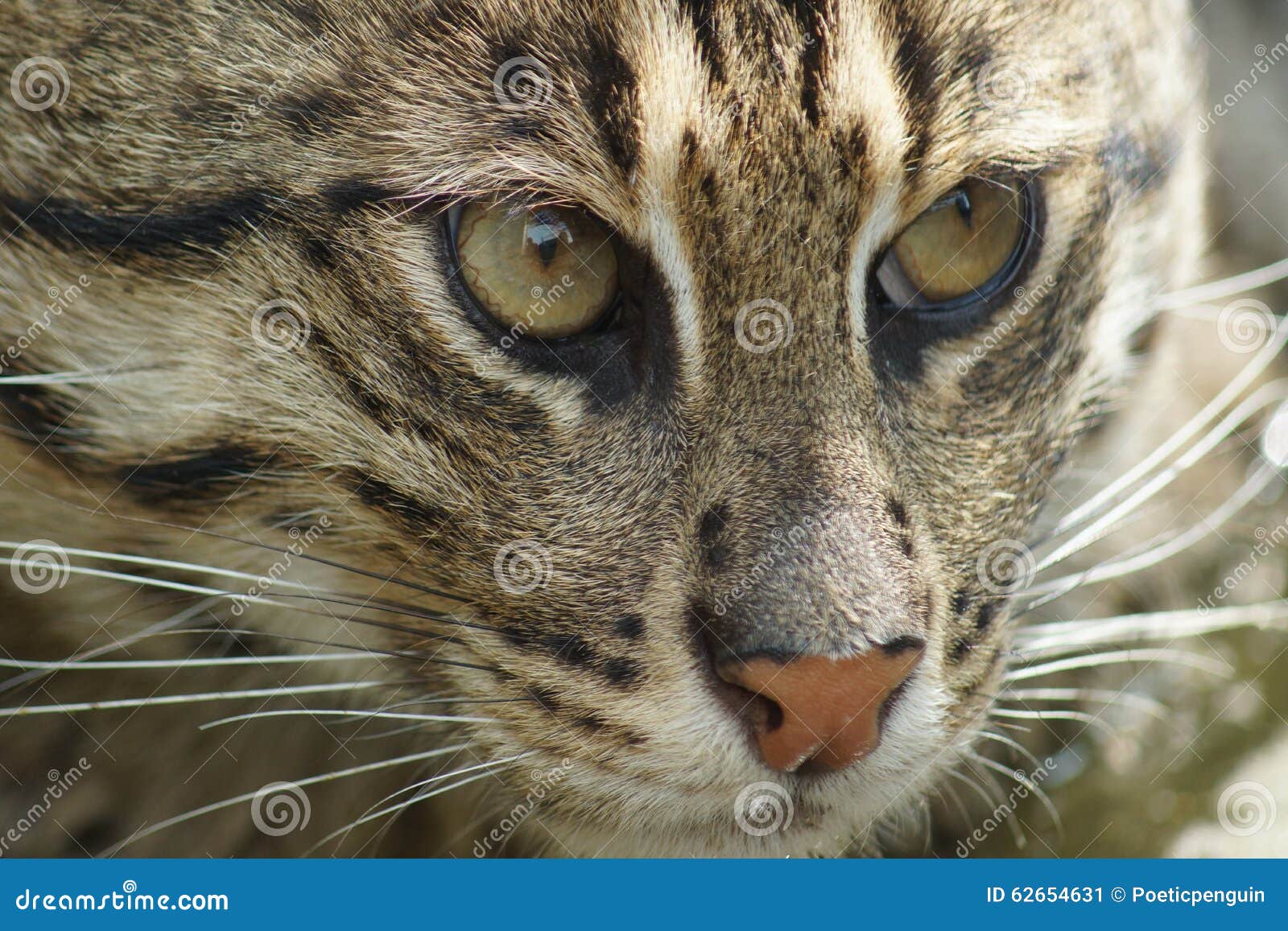 Fishing Cat - Prionailurus Viverrinus Stock Image - Image of feline ...