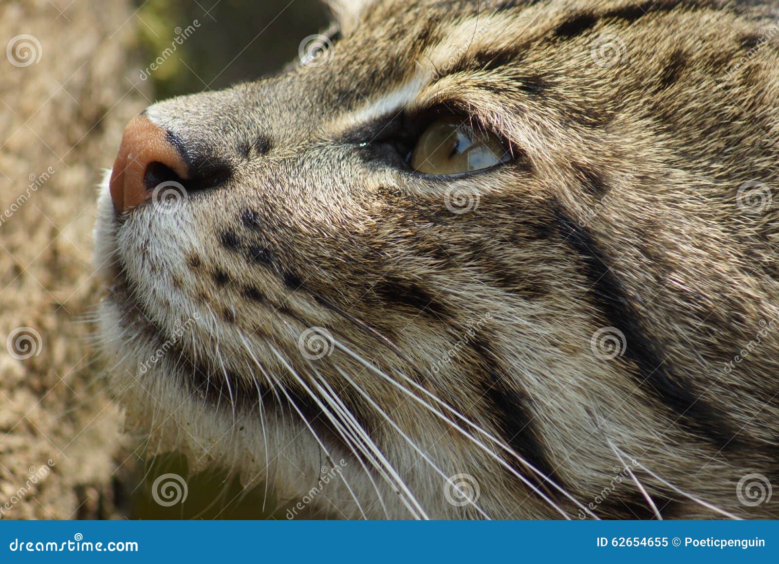 Fishing Cat - Prionailurus Viverrinus Stock Image - Image of agility ...