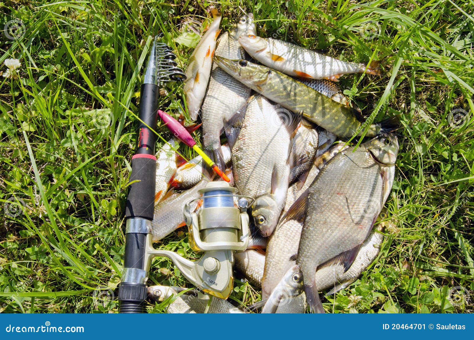 Fishing catch. stock image. Image of pike, hobby, background - 20464701
