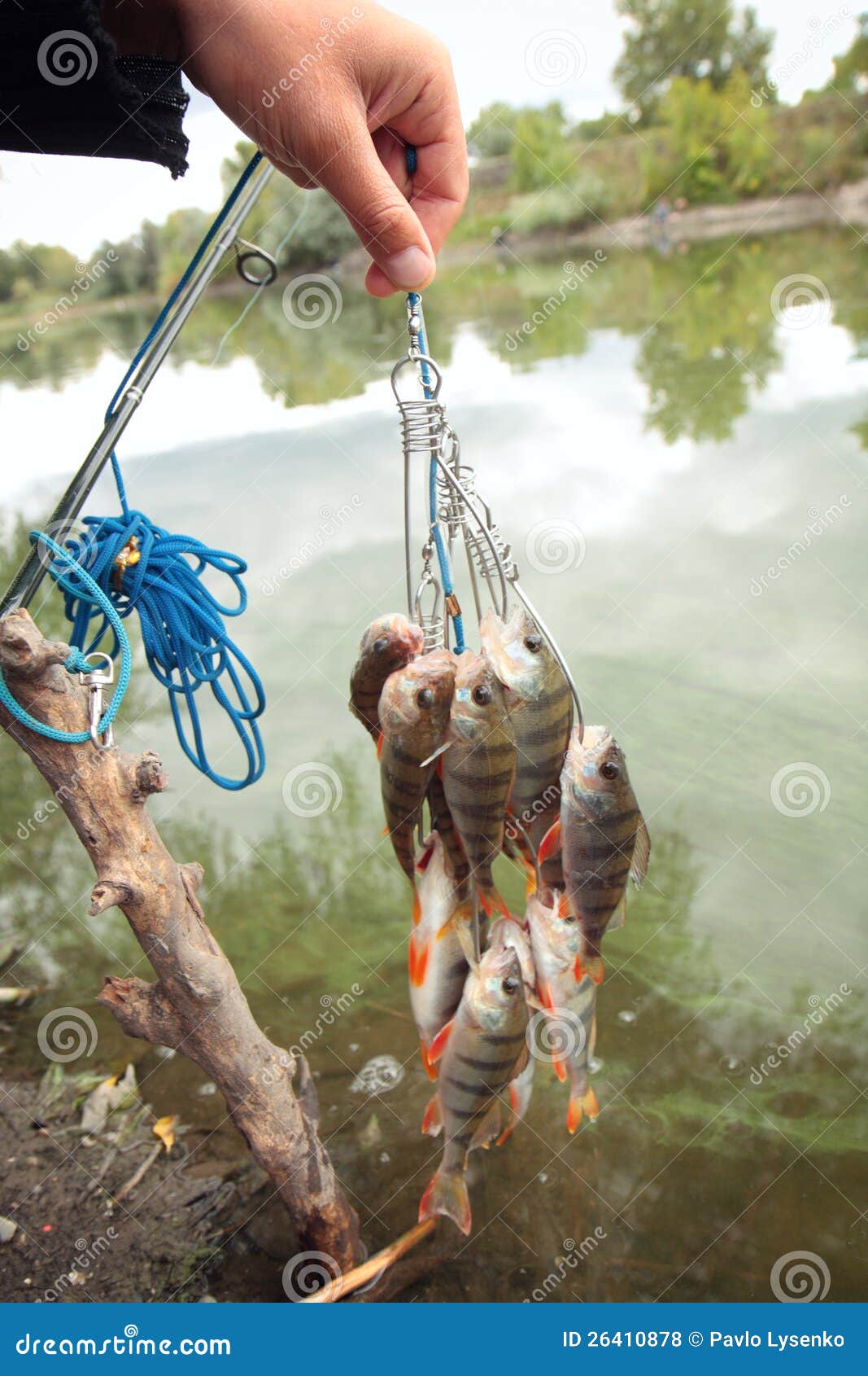 Fishing catch. stock photo. Image of outdoors, caught - 26410878