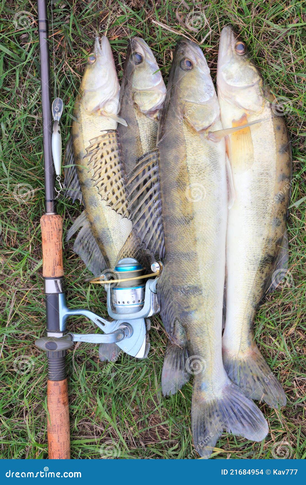 Fishing Catch Stock Photo | CartoonDealer.com #22532214