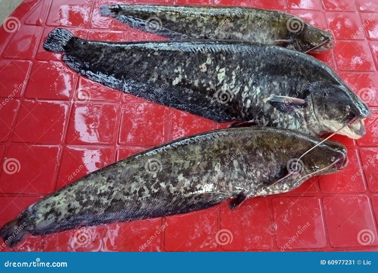 Fishing for Catfish on the Danube Stock Image - Image of caught, danube ...