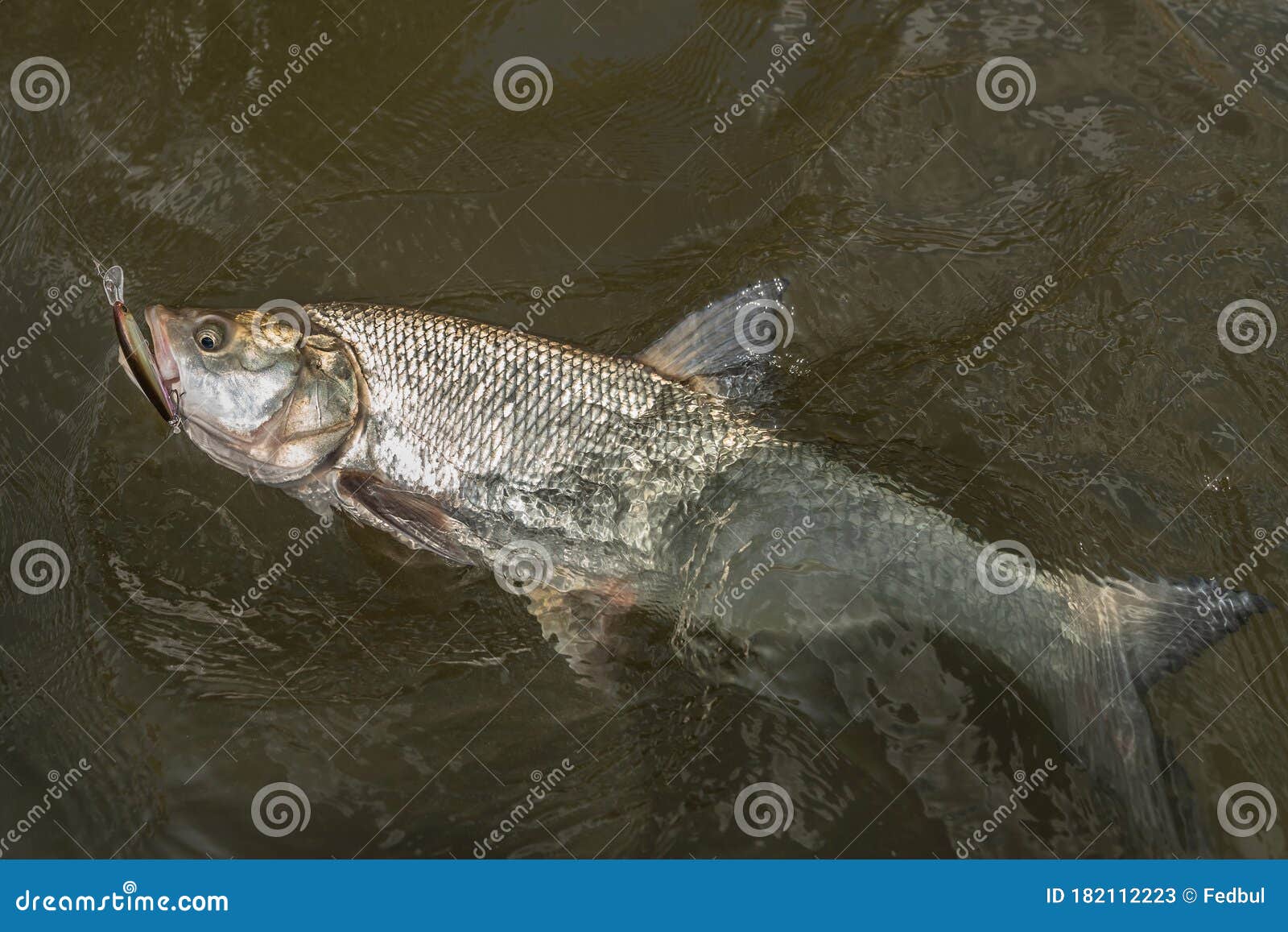 Fishing. Caught Asp Aspius Fish in River Water Stock Image - Image of ...