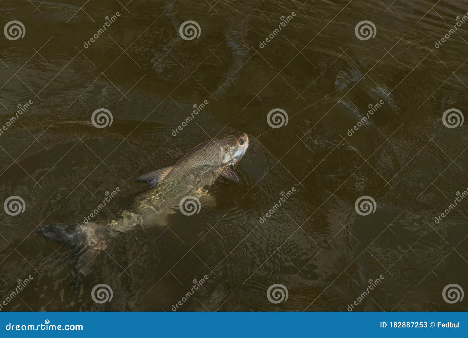 Fishing. Caught Asp Aspius Fish in River Water Stock Image - Image of ...