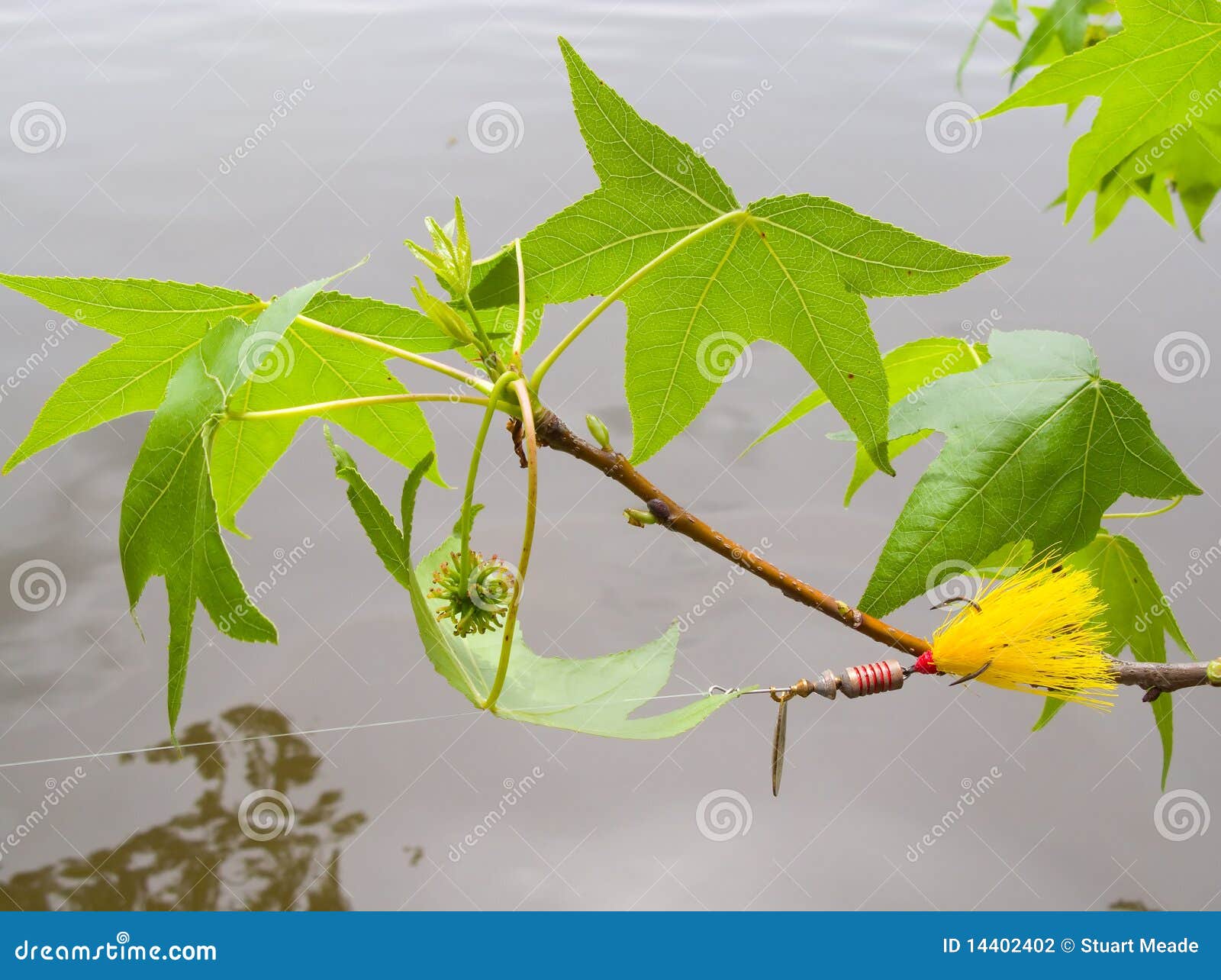 Fishing caught in tree stock photo. Image of pond, mepps - 14402402