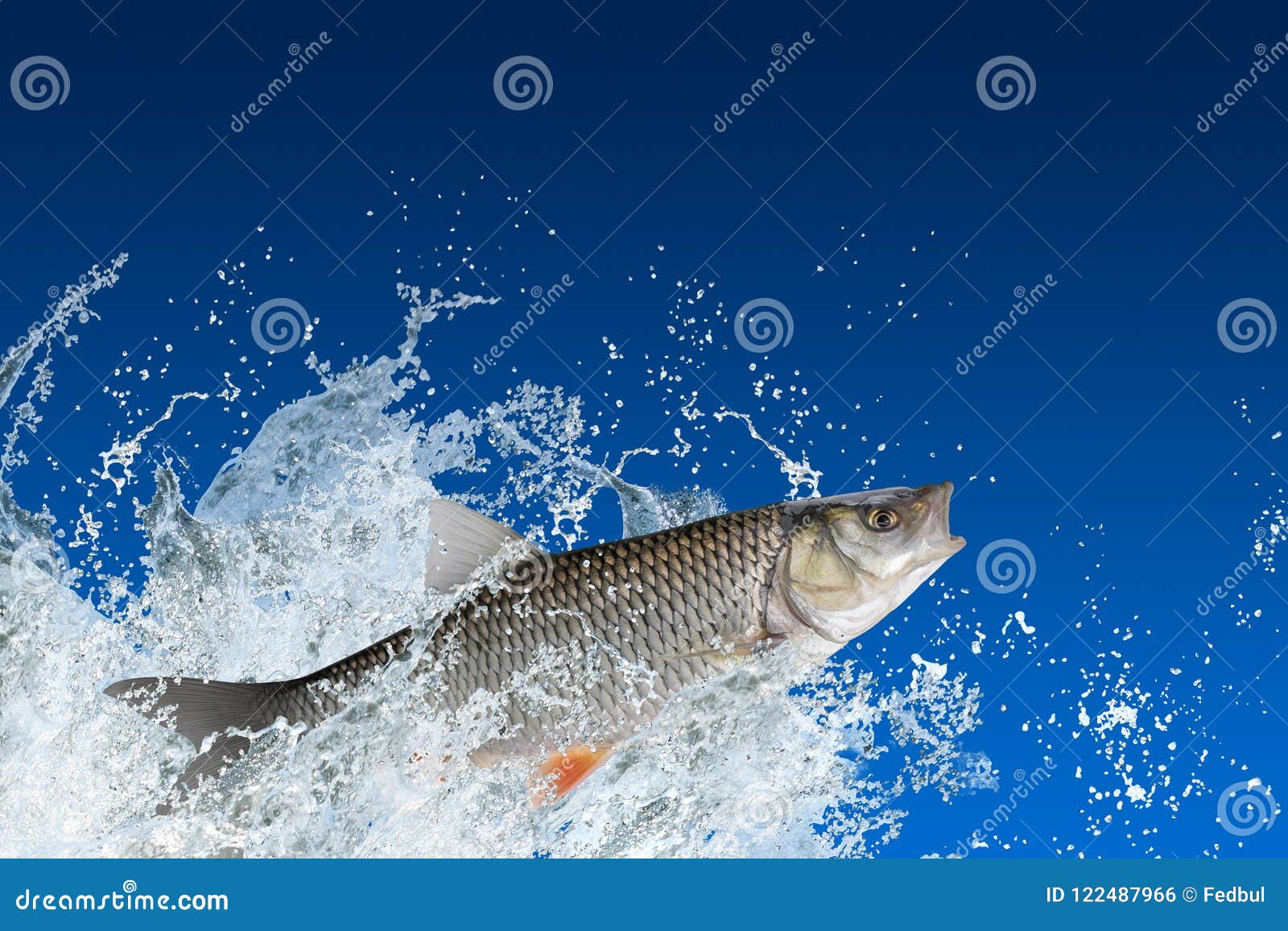 Chub Fish Jumping with Splashing in Water Stock Photo - Image of forest ...