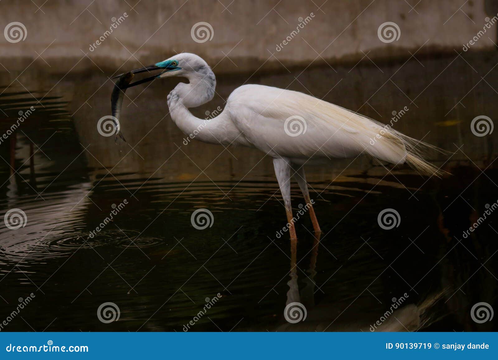 Fishing stock image. Image of eating, fish, fishing, crane - 90139719