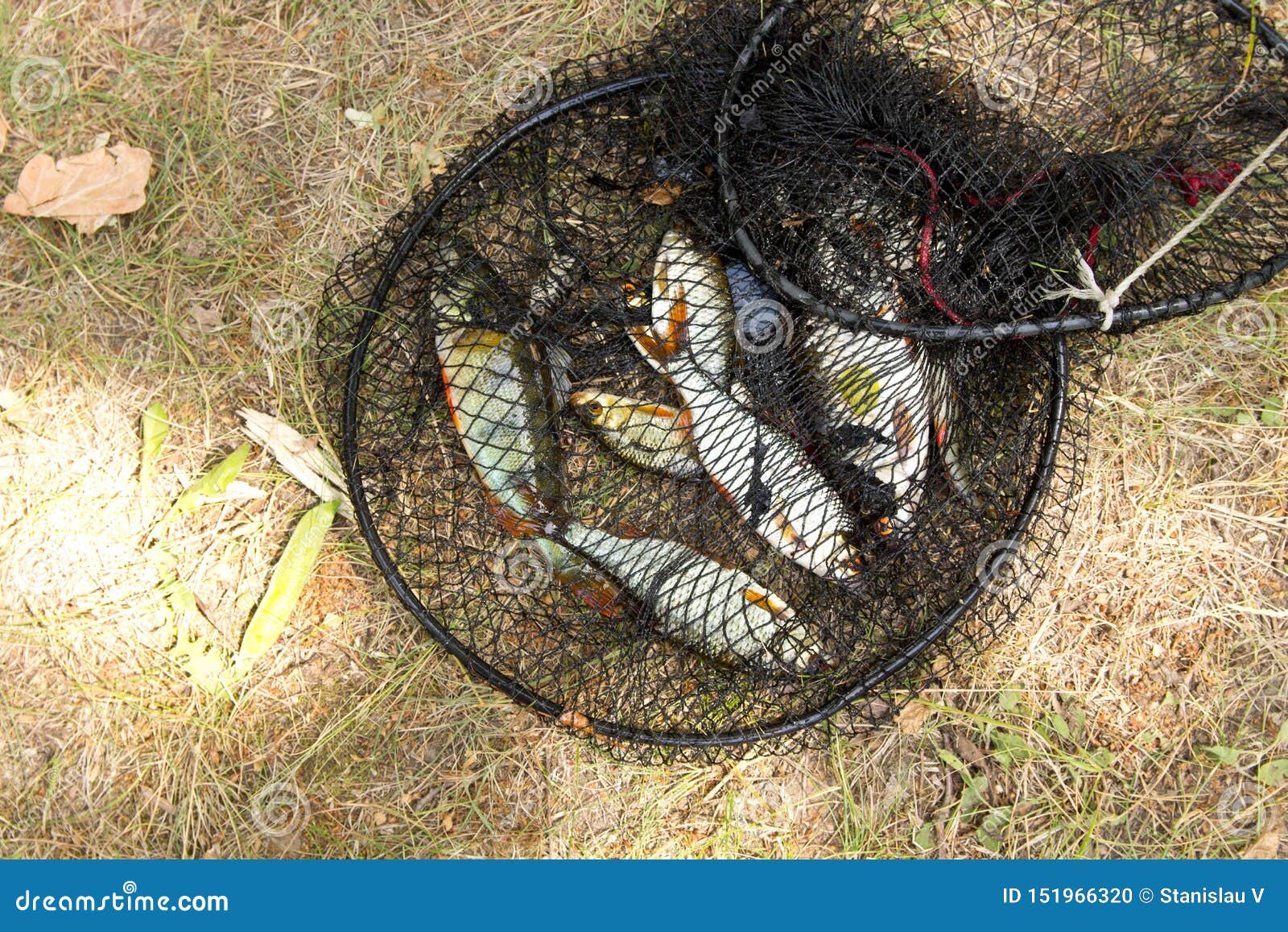 Fishing Concept. Freshwater Fish in the Cage Stock Photo - Image of ...