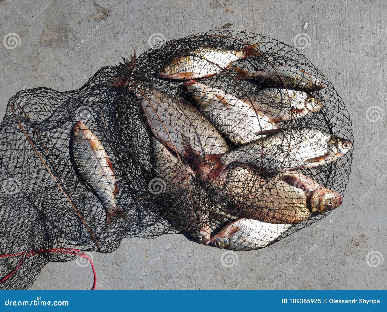 Fishing Concept. Freshwater Fish on Keepnet with Fishery Catch in it ...