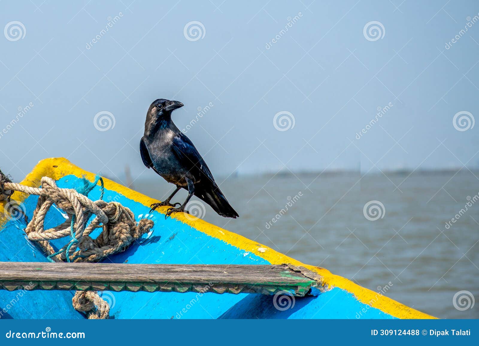 Fishing Crow on the Deck of Boat at Chilika Lake Stock Photo - Image of ...
