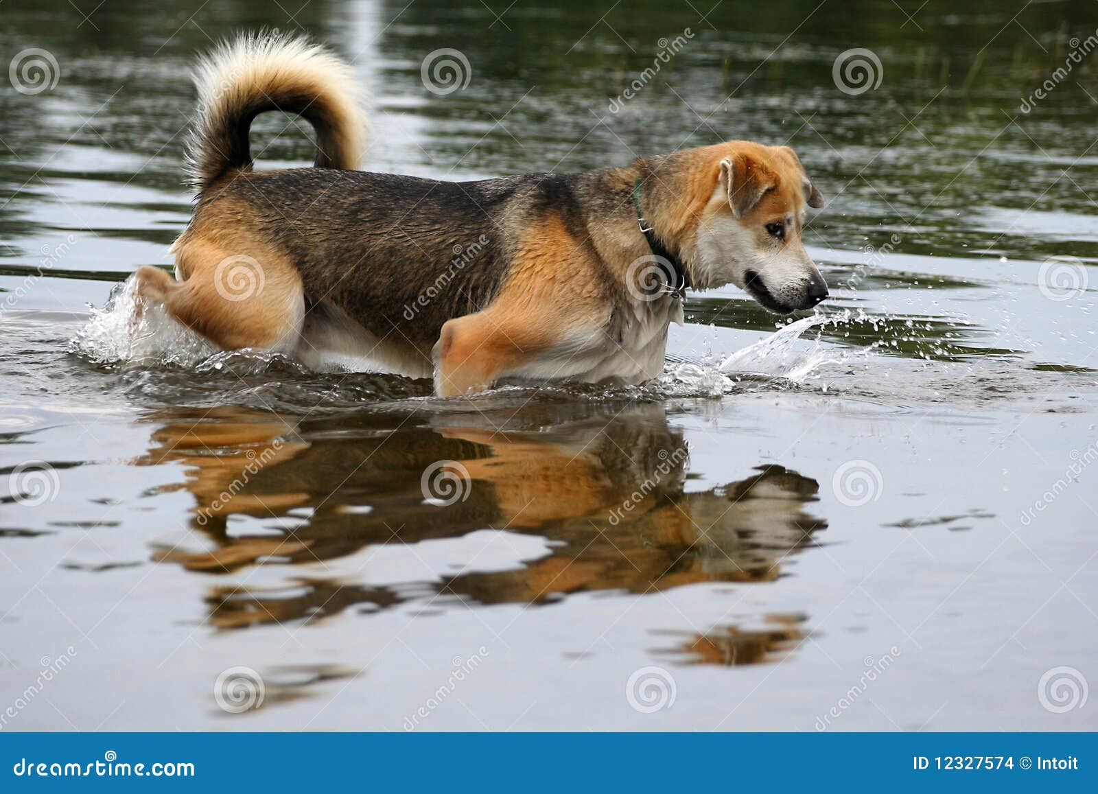 Fishing Dog stock photo. Image of fish, tail, trained - 12327574